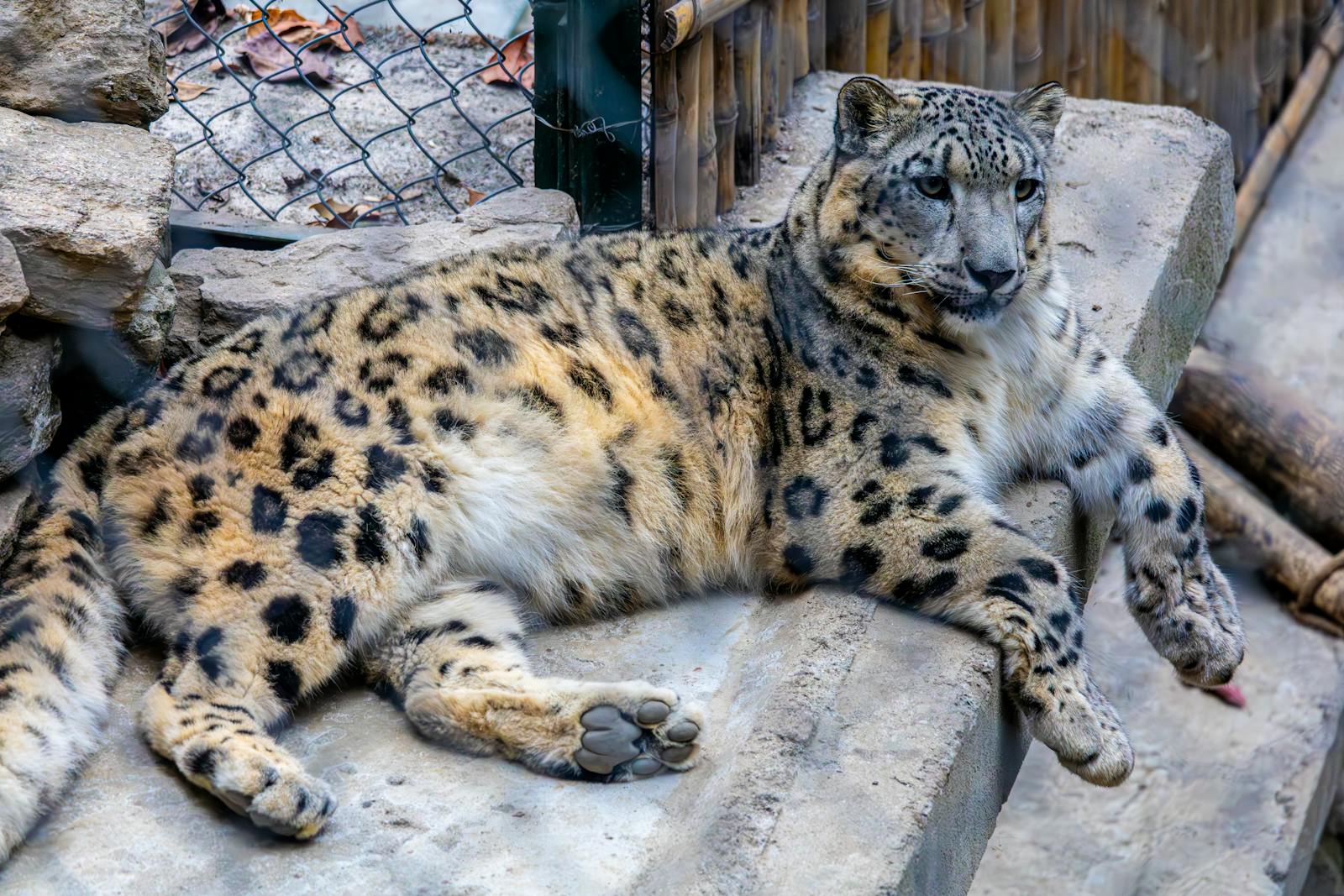 Snow Leopard Photos, Download The BEST Free Snow Leopard Stock Photos ...