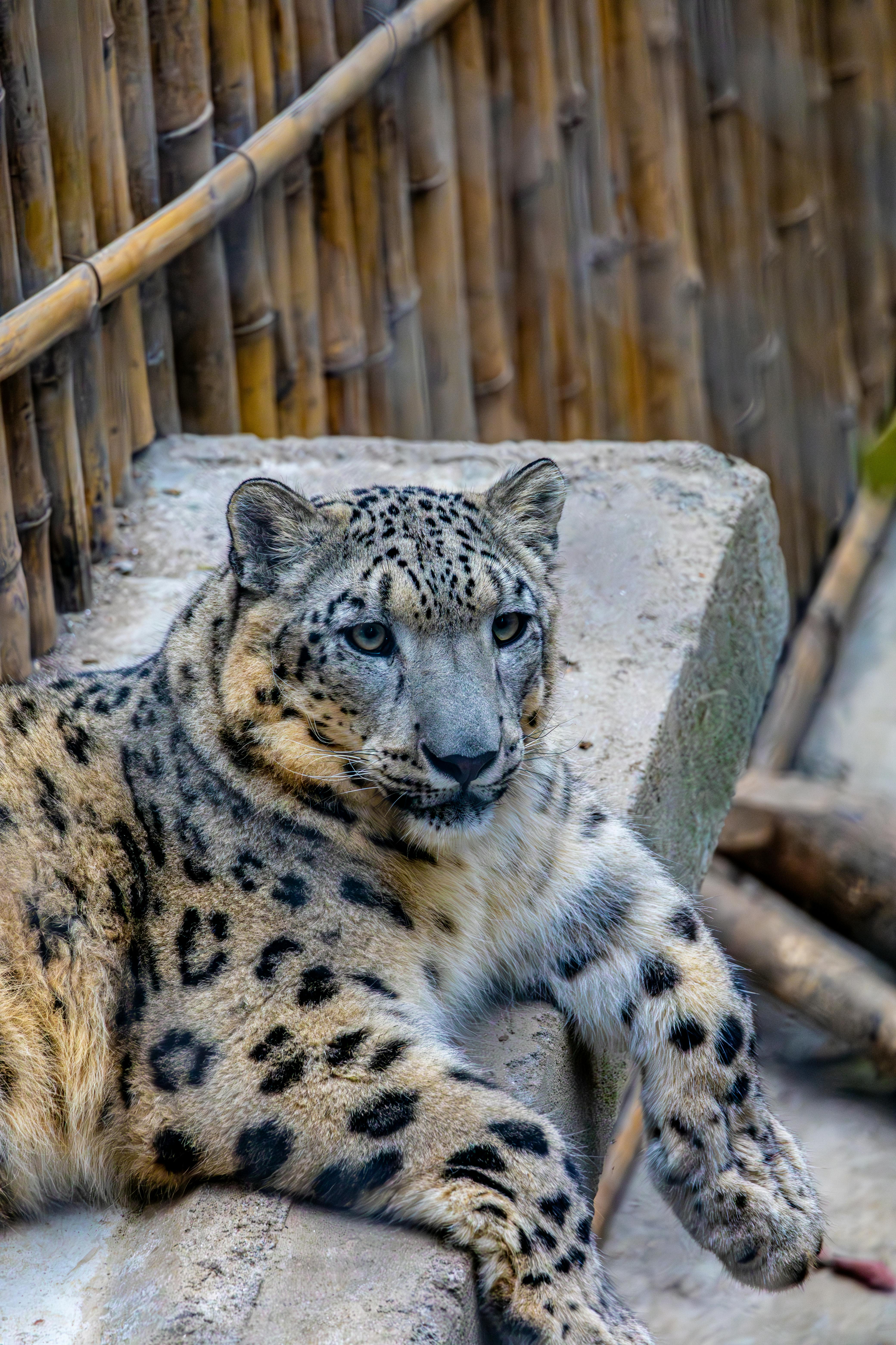 Photo of Leopard Inside the Cage · Free Stock Photo