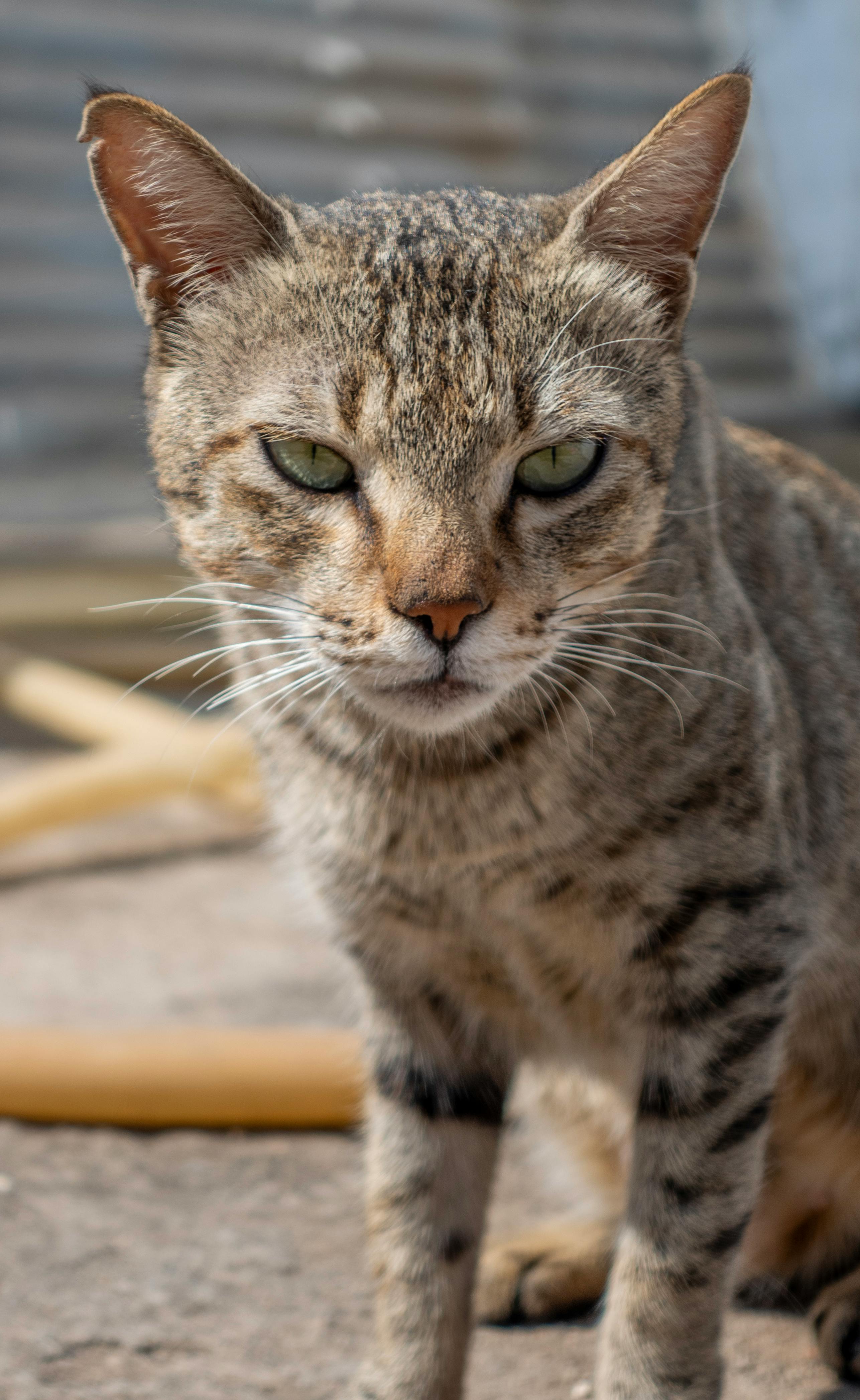 Close-up of a Majestic Indian Tabby Cat · Free Stock Photo