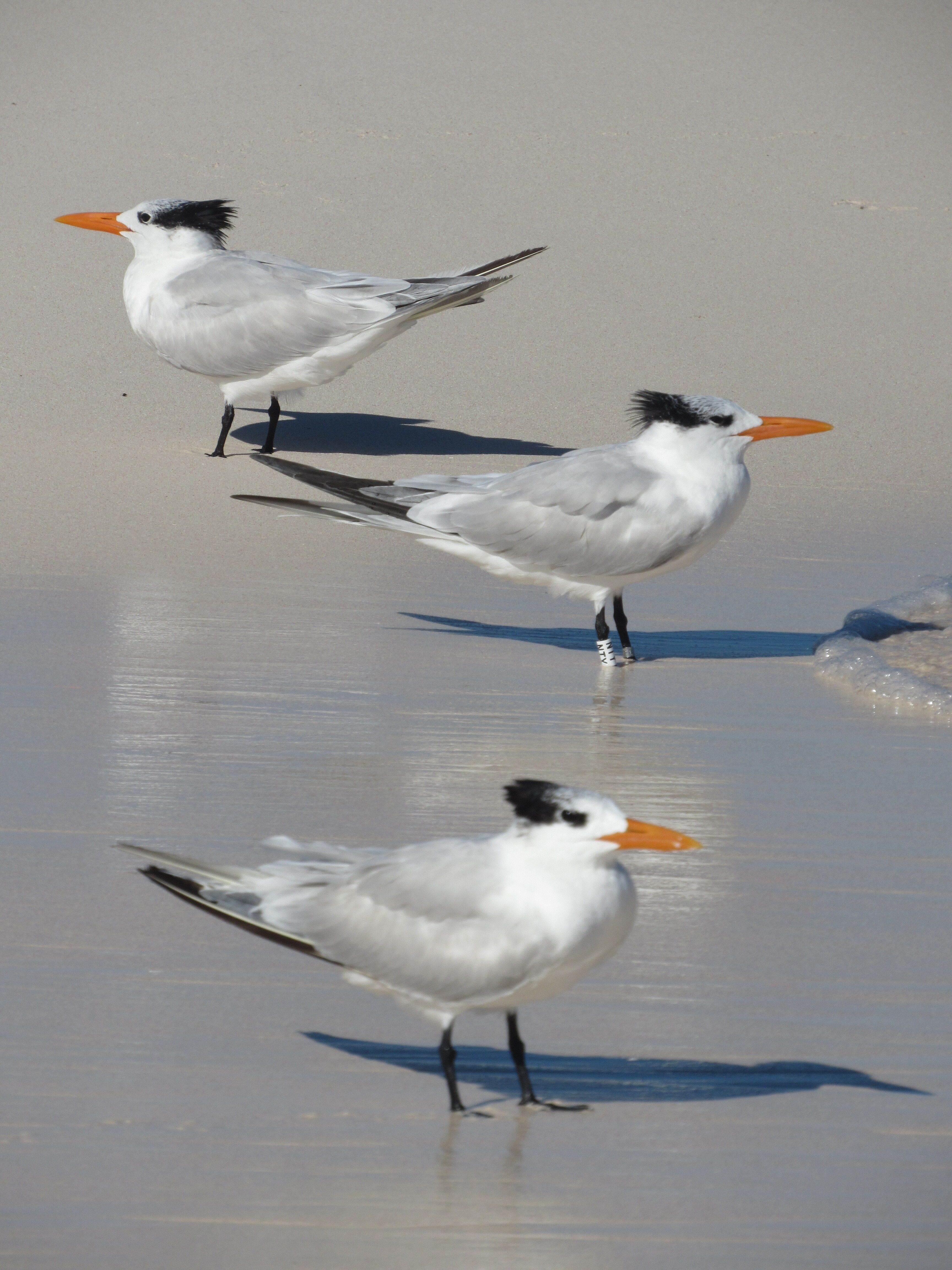 Elegant Terns Standing on Sandy Beach · Free Stock Photo