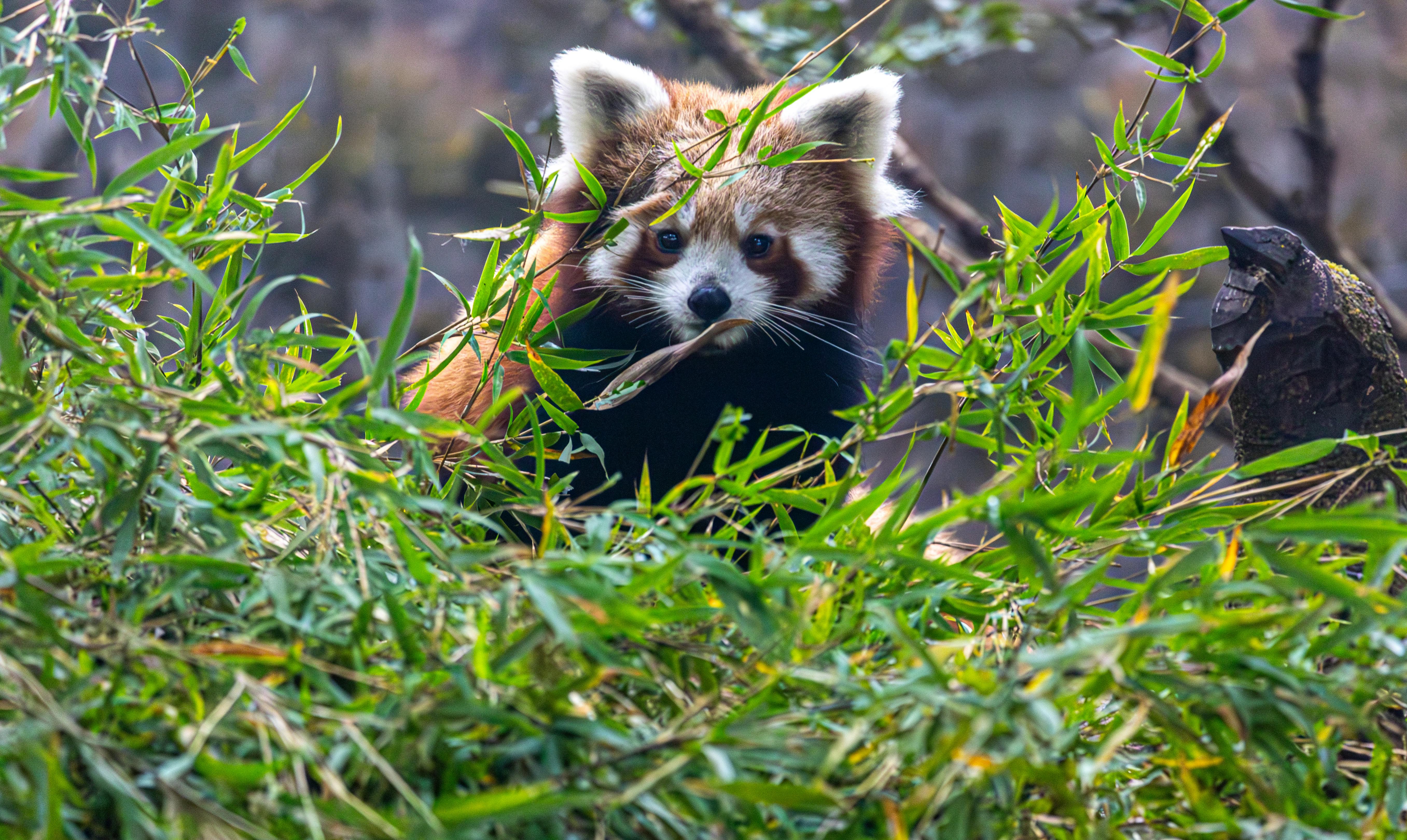 Kungfuu Panda Photos, Download The BEST Free Kungfuu Panda Stock Photos ...