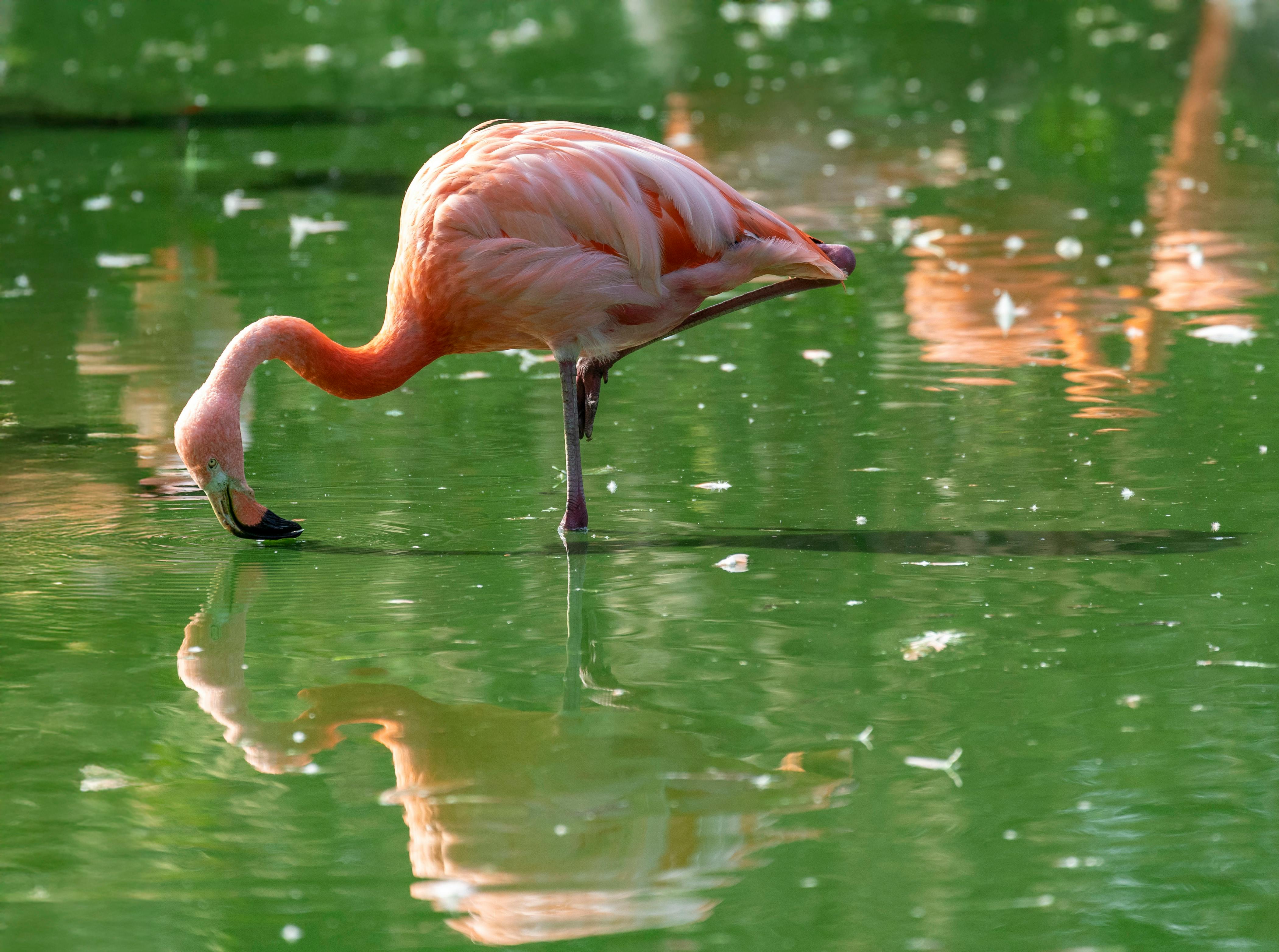 Flamingo Cartoon Photos, Download The BEST Free Flamingo Cartoon Stock ...