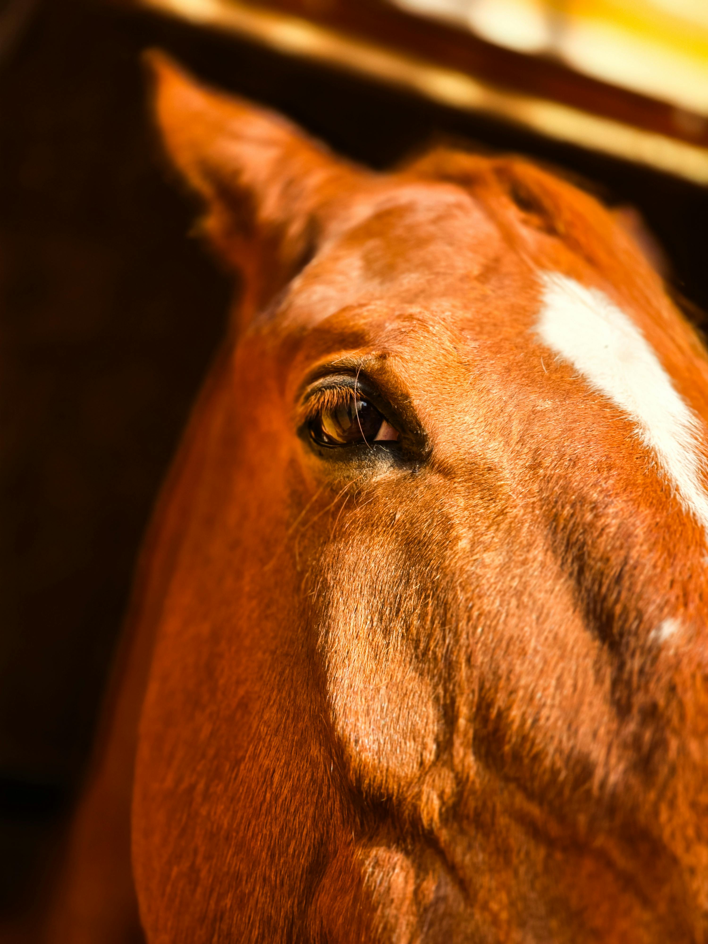 Animal Eye Anatomy Photos, Download The BEST Free Animal Eye Anatomy ...