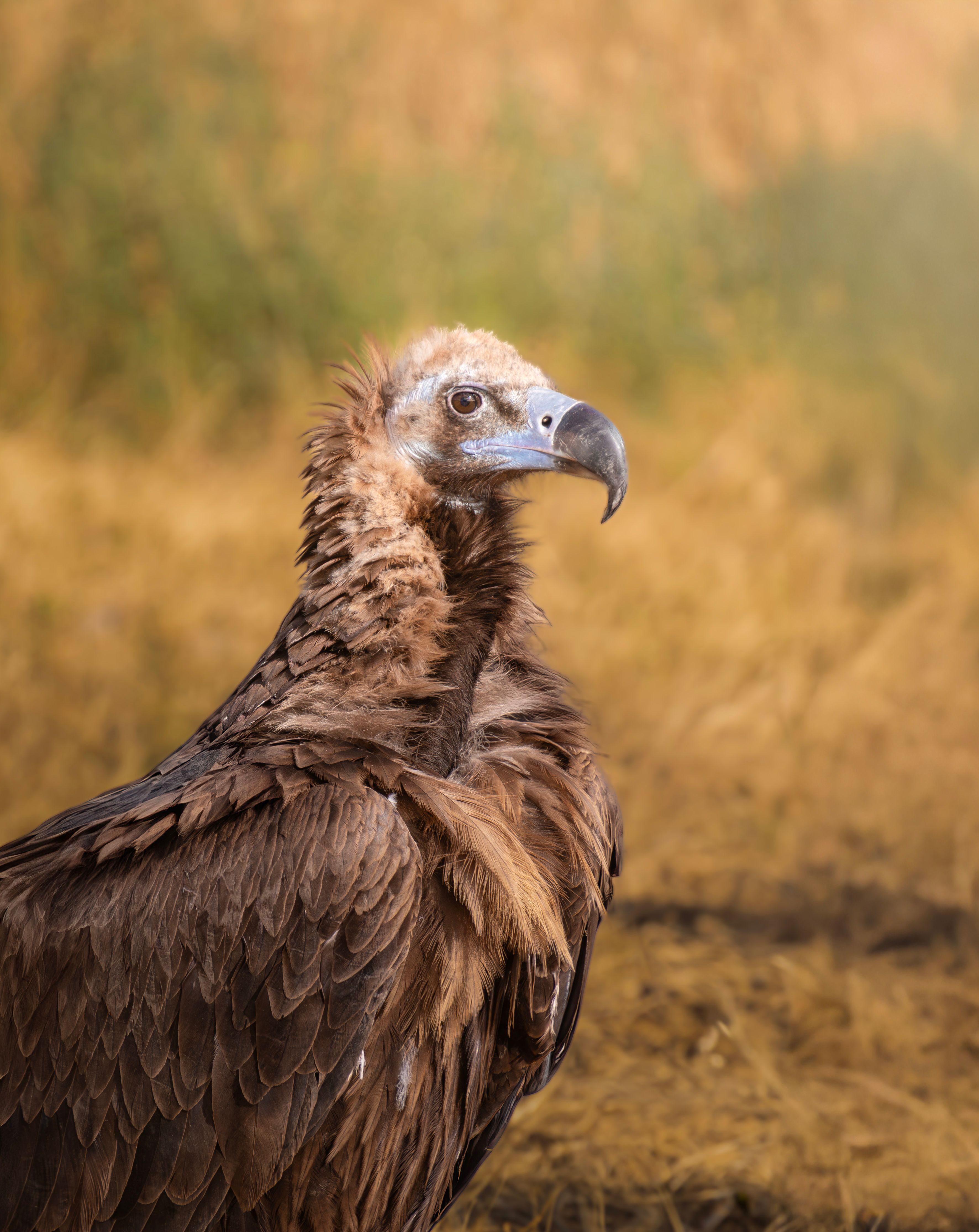 Majestic Cinereous Vulture in Natural Habitat · Free Stock Photo