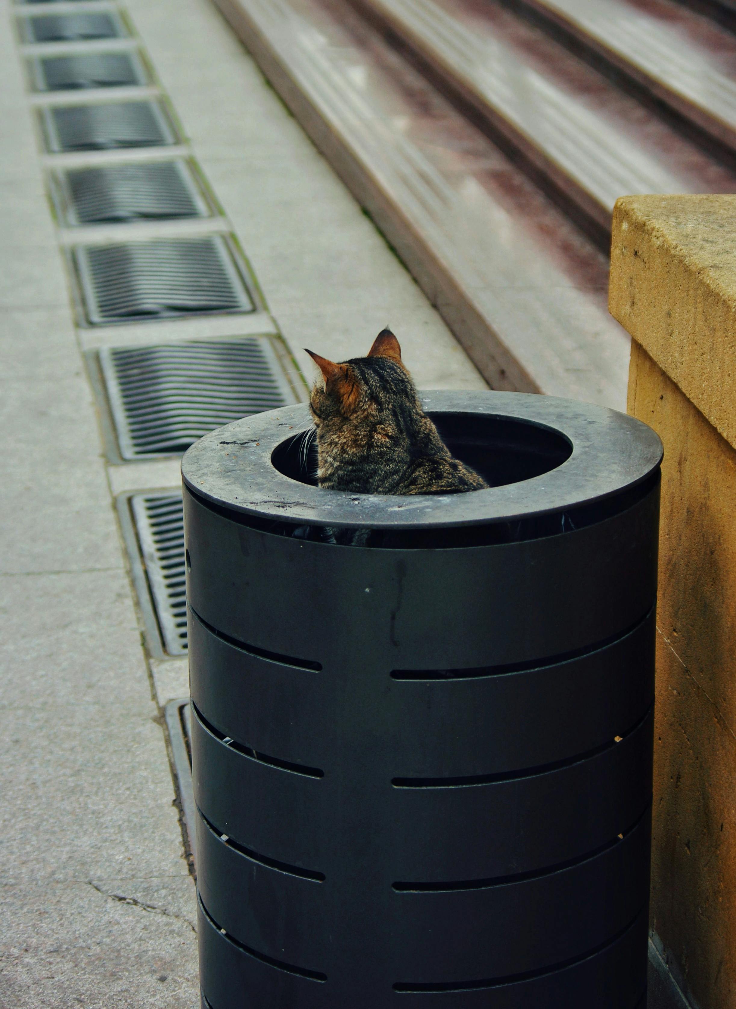 Street Cat Sitting Inside Trash Bin · Free Stock Photo