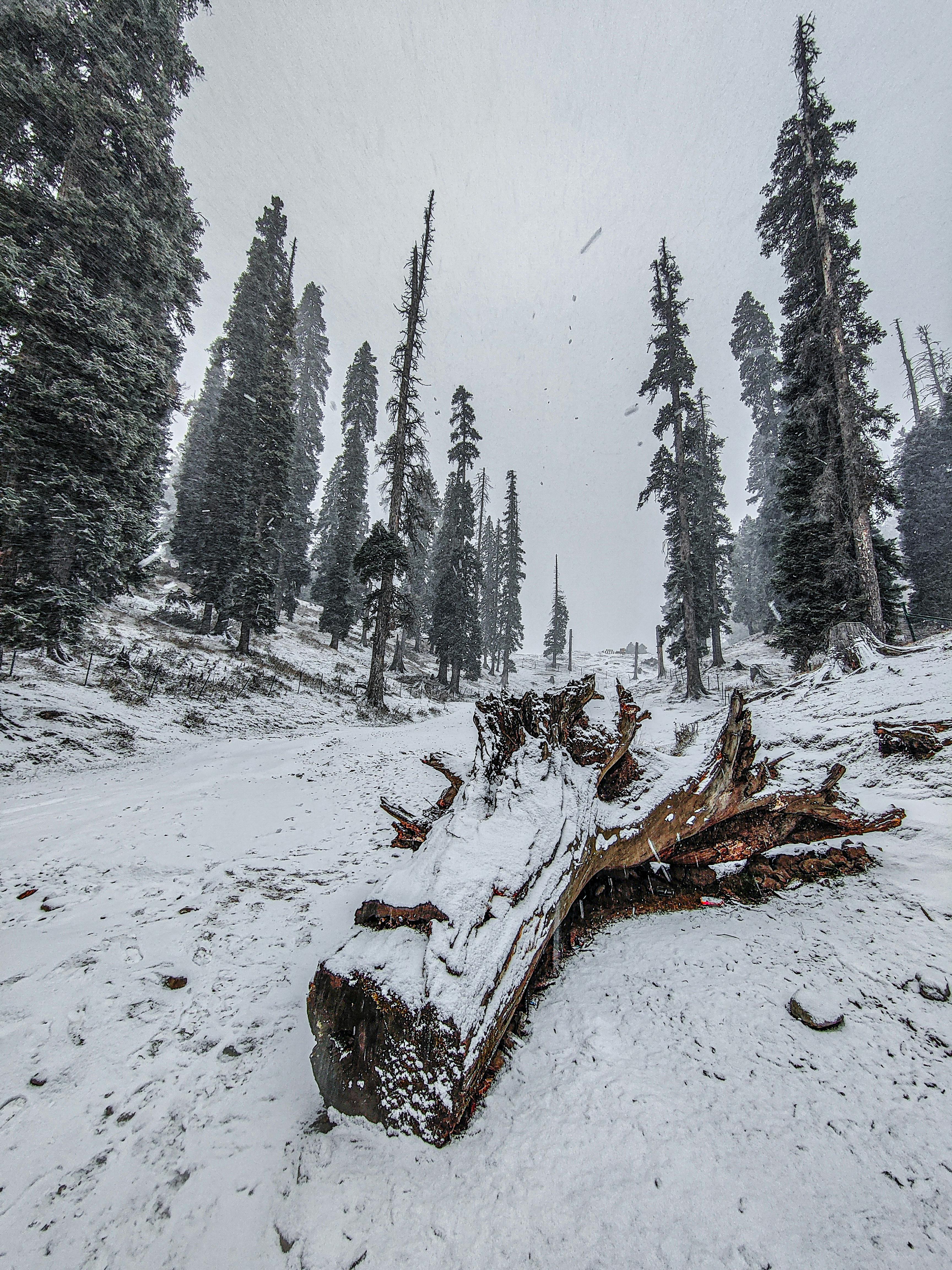 Winter Forest with Snow-Covered Fallen Log · Free Stock Photo