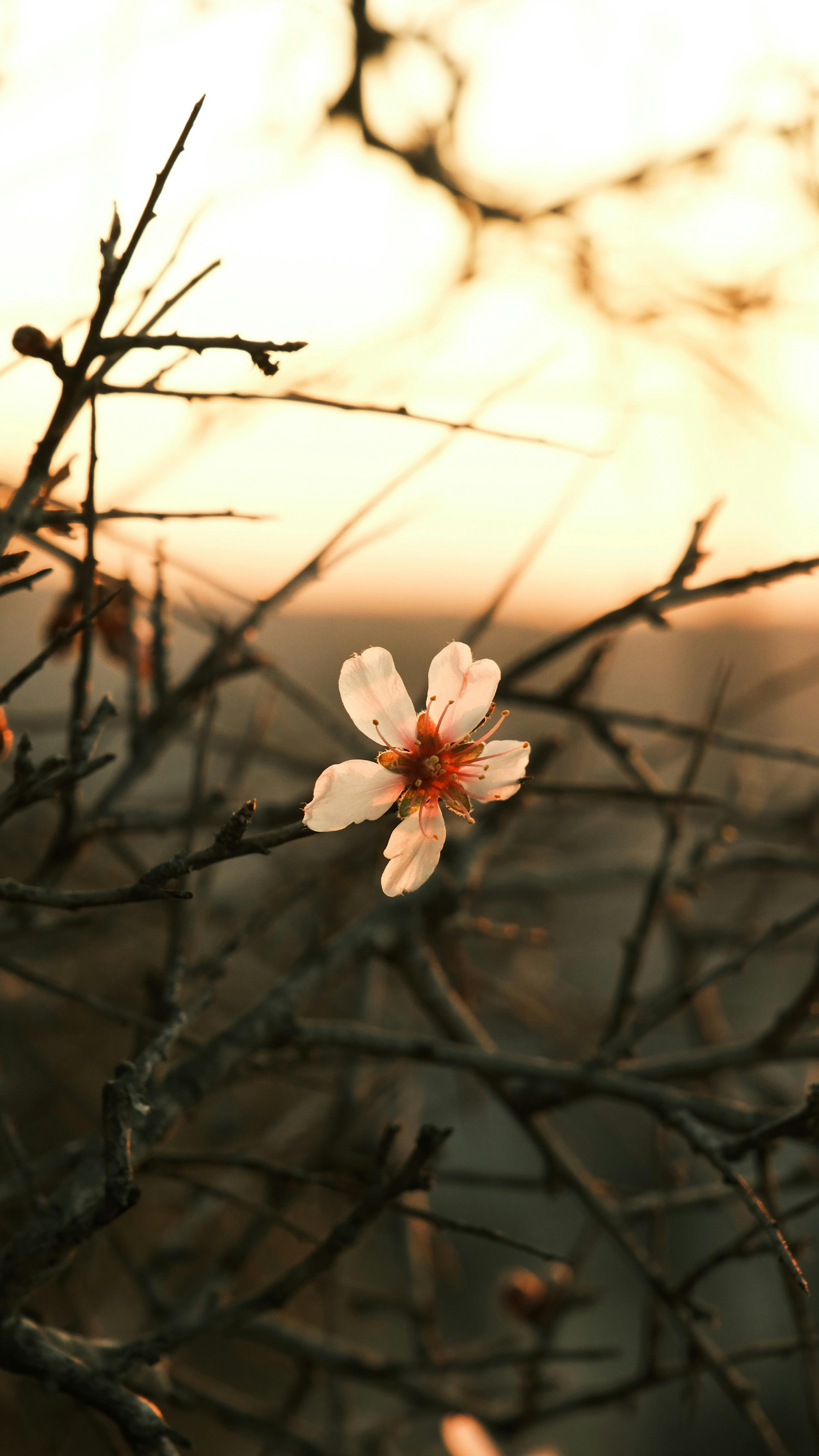 Dramatic Spring Blossom at Sunset · Free Stock Photo