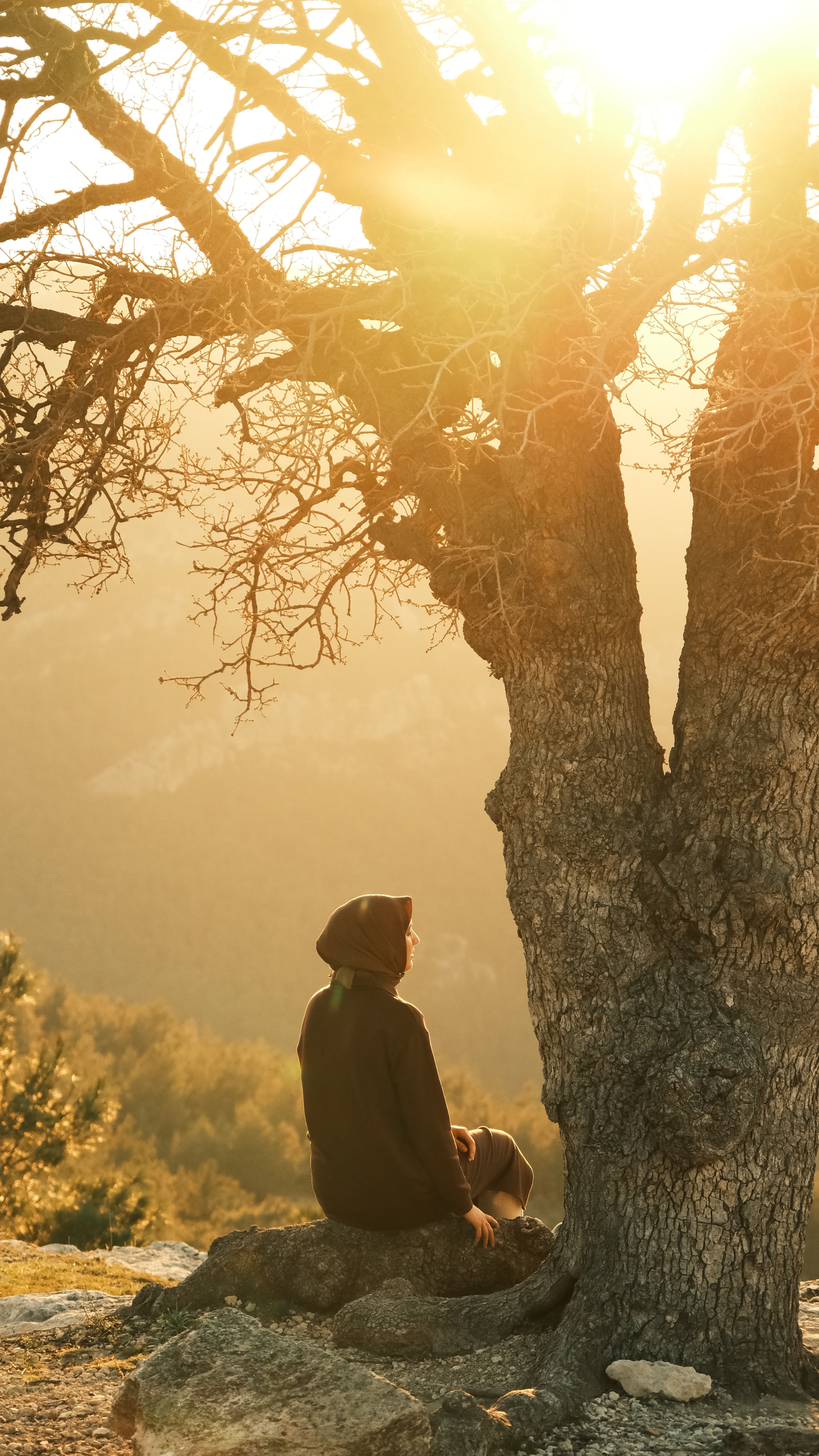 Serene Moment Under Tree at Sunset · Free Stock Photo