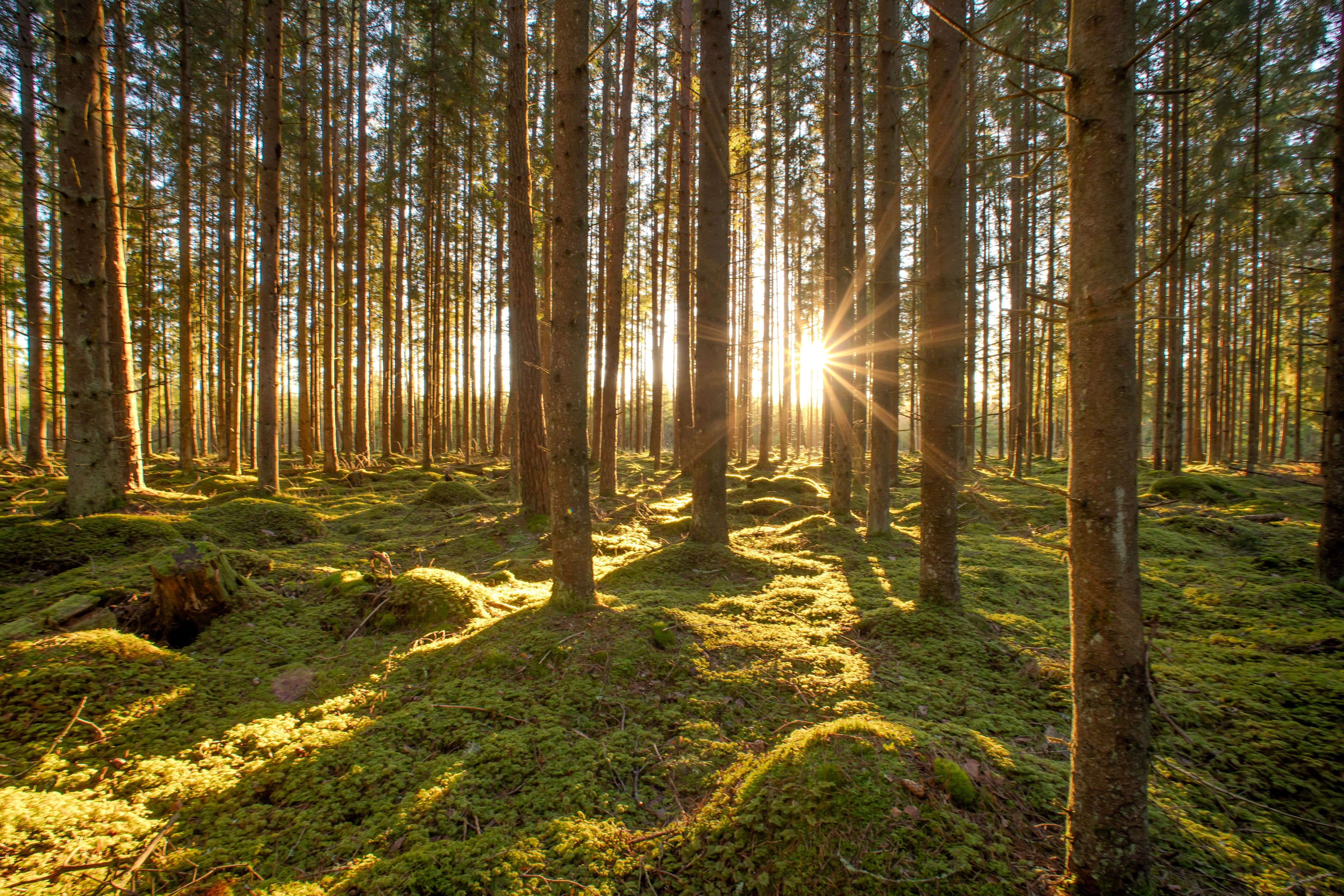 Sunlit Forest with Mossy Floor and Tall Trees · Free Stock Photo