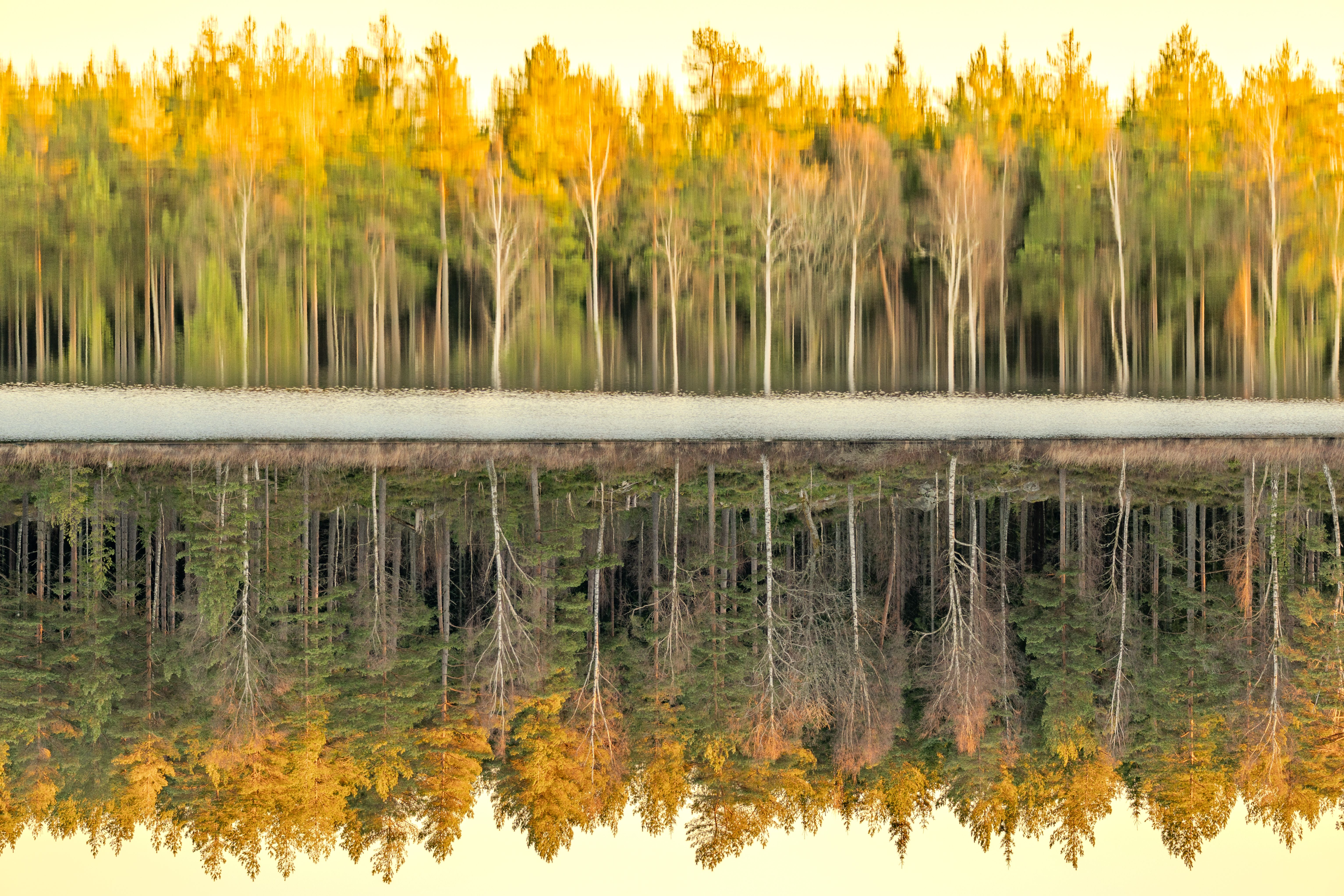 Upside-Down Forest Reflection in Tranquil Lake · Free Stock Photo