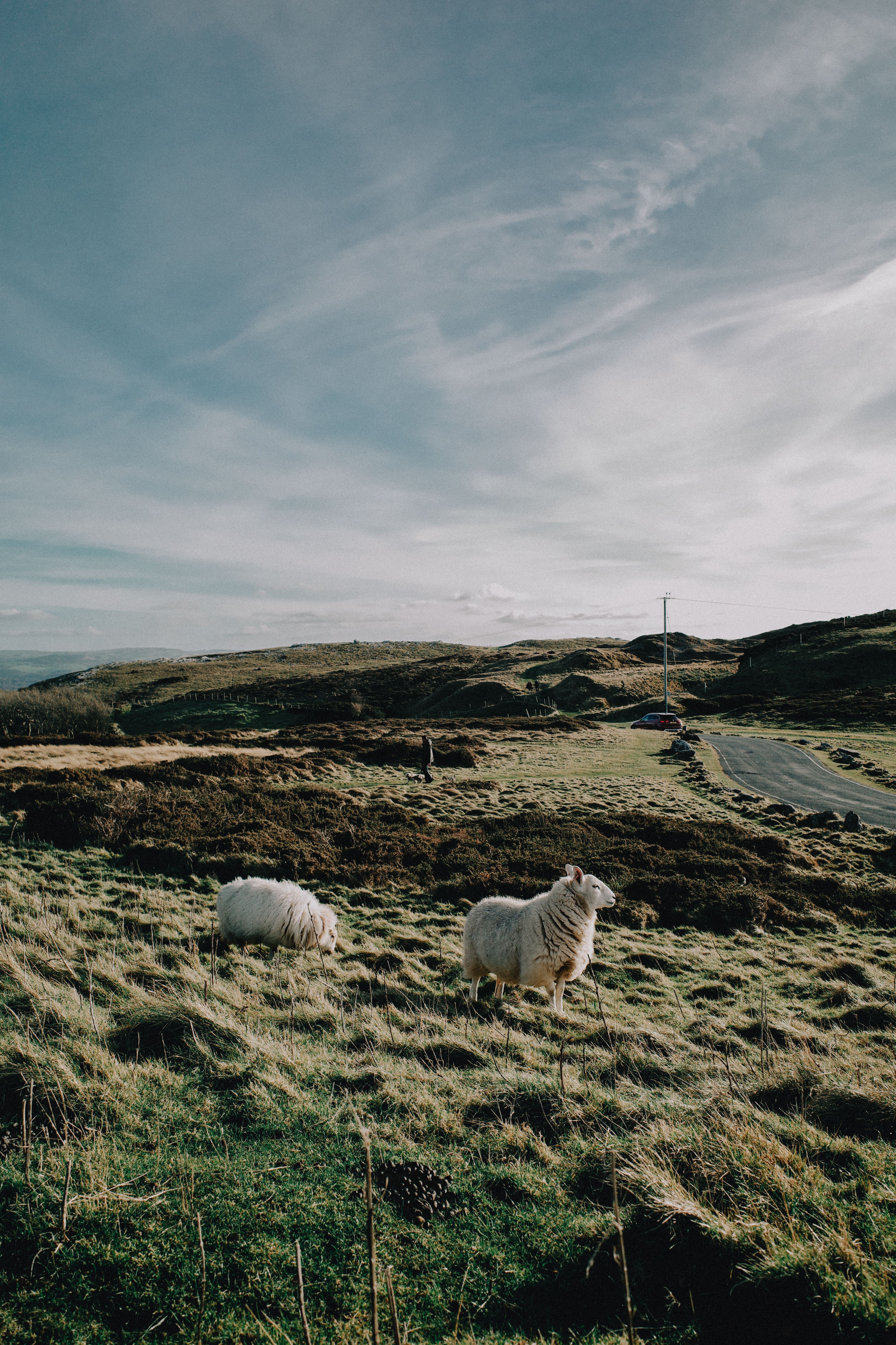 Scenic Welsh Countryside with Grazing Sheep · Free Stock Photo