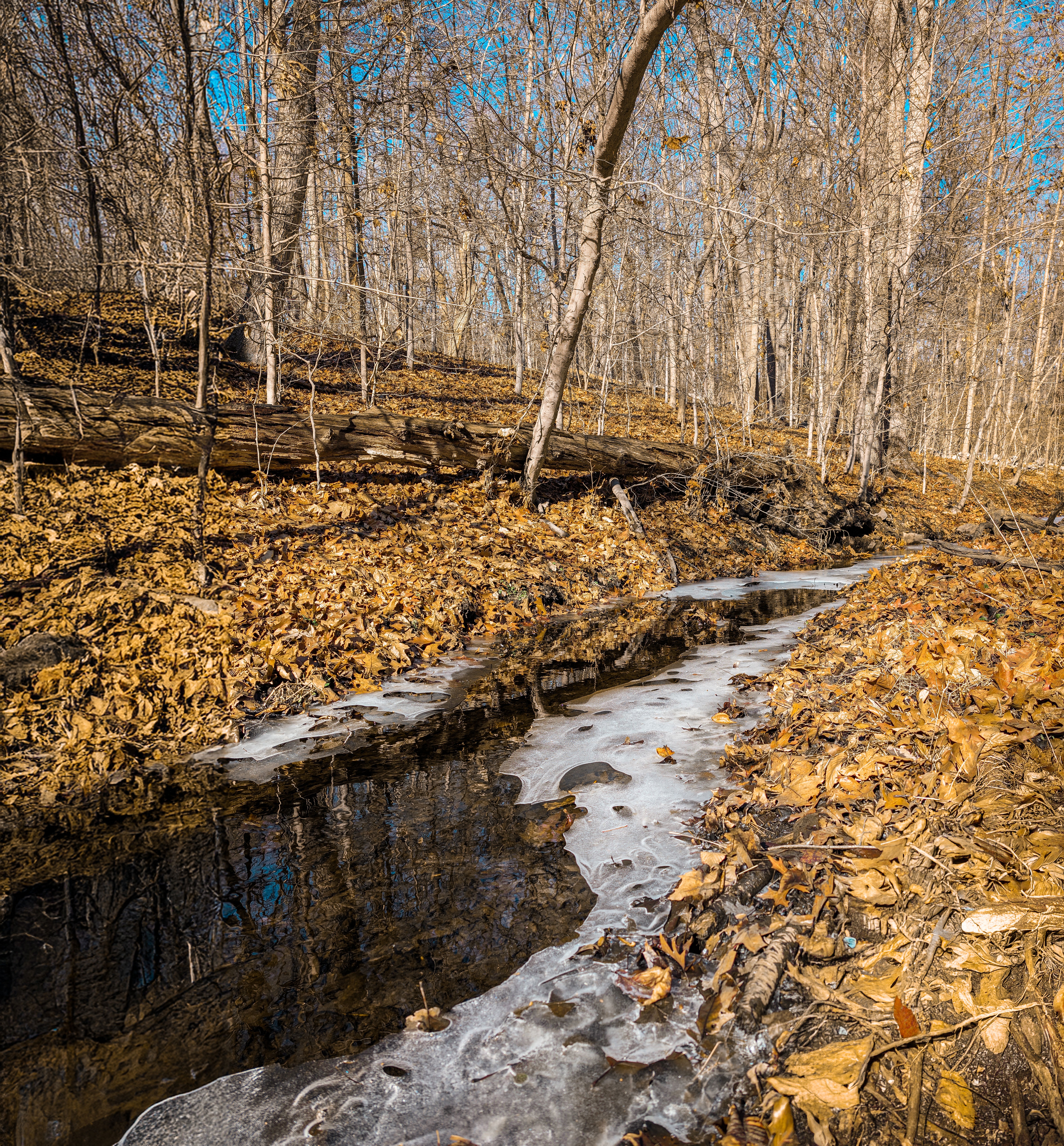Frozen Stream in Winter Woodland Park · Free Stock Photo