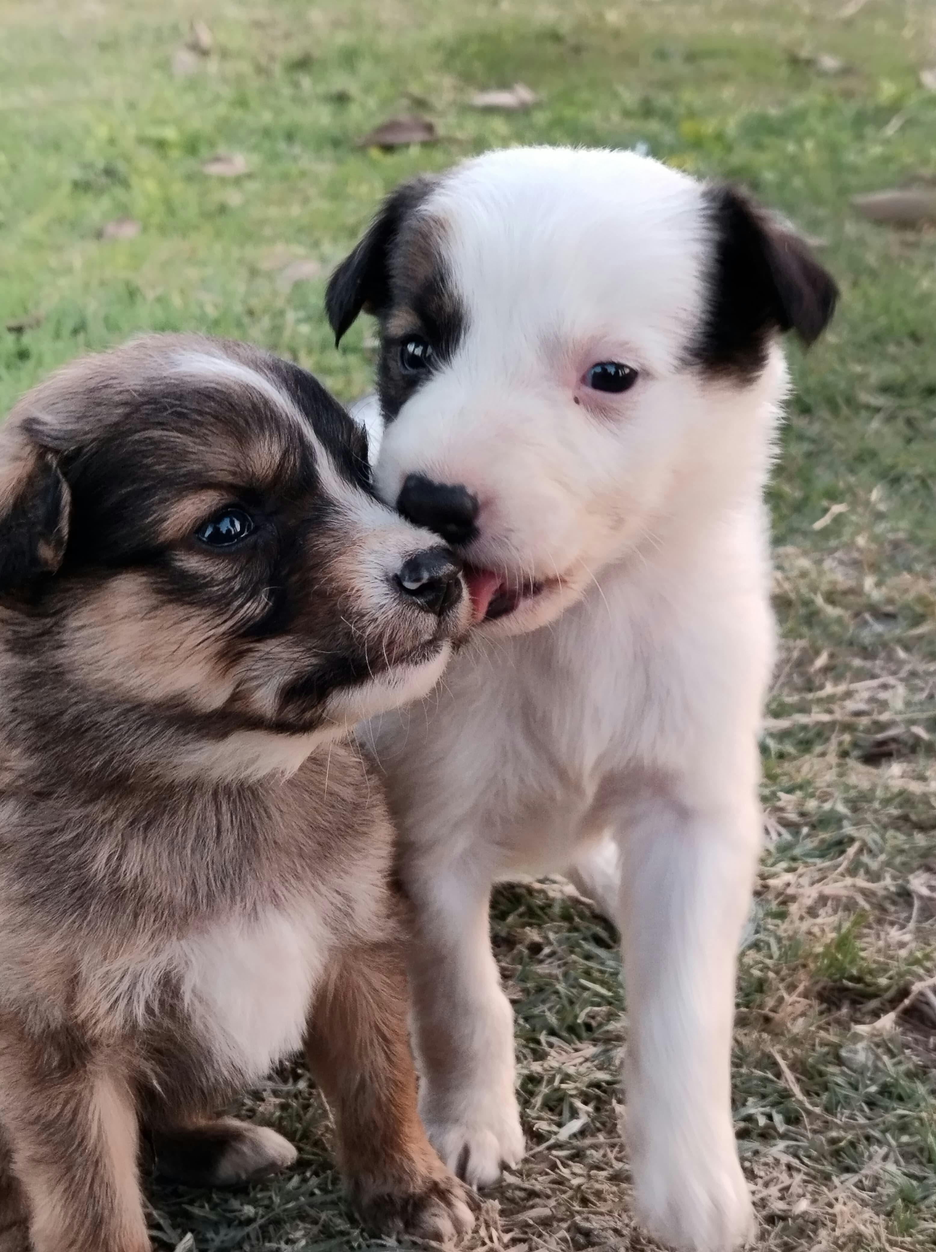 Adorable Puppies Playing on Grass Outdoor · Free Stock Photo