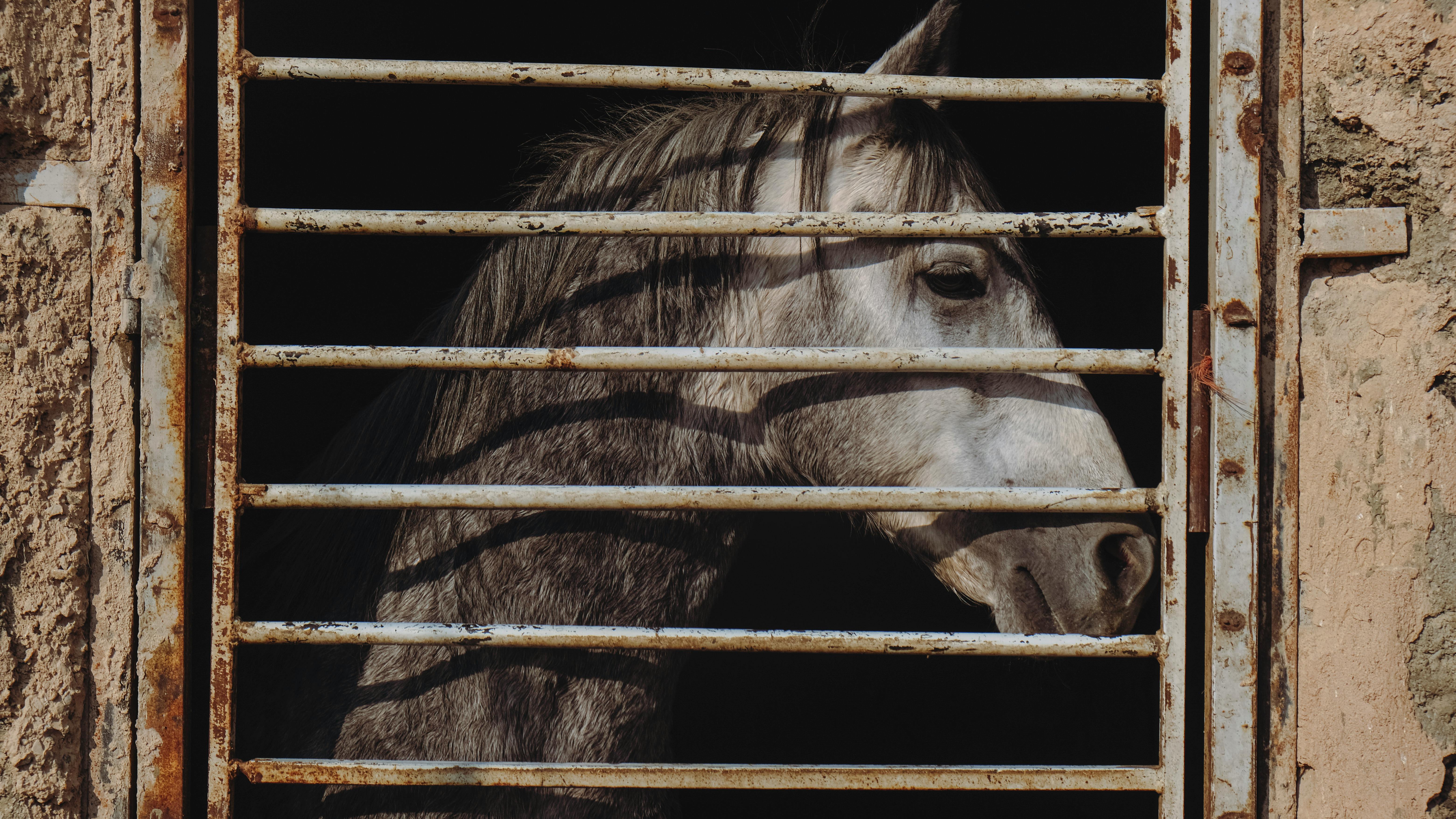 Pasar Iran Bars Photos, Download The BEST Free Pasar Iran Bars Stock ...