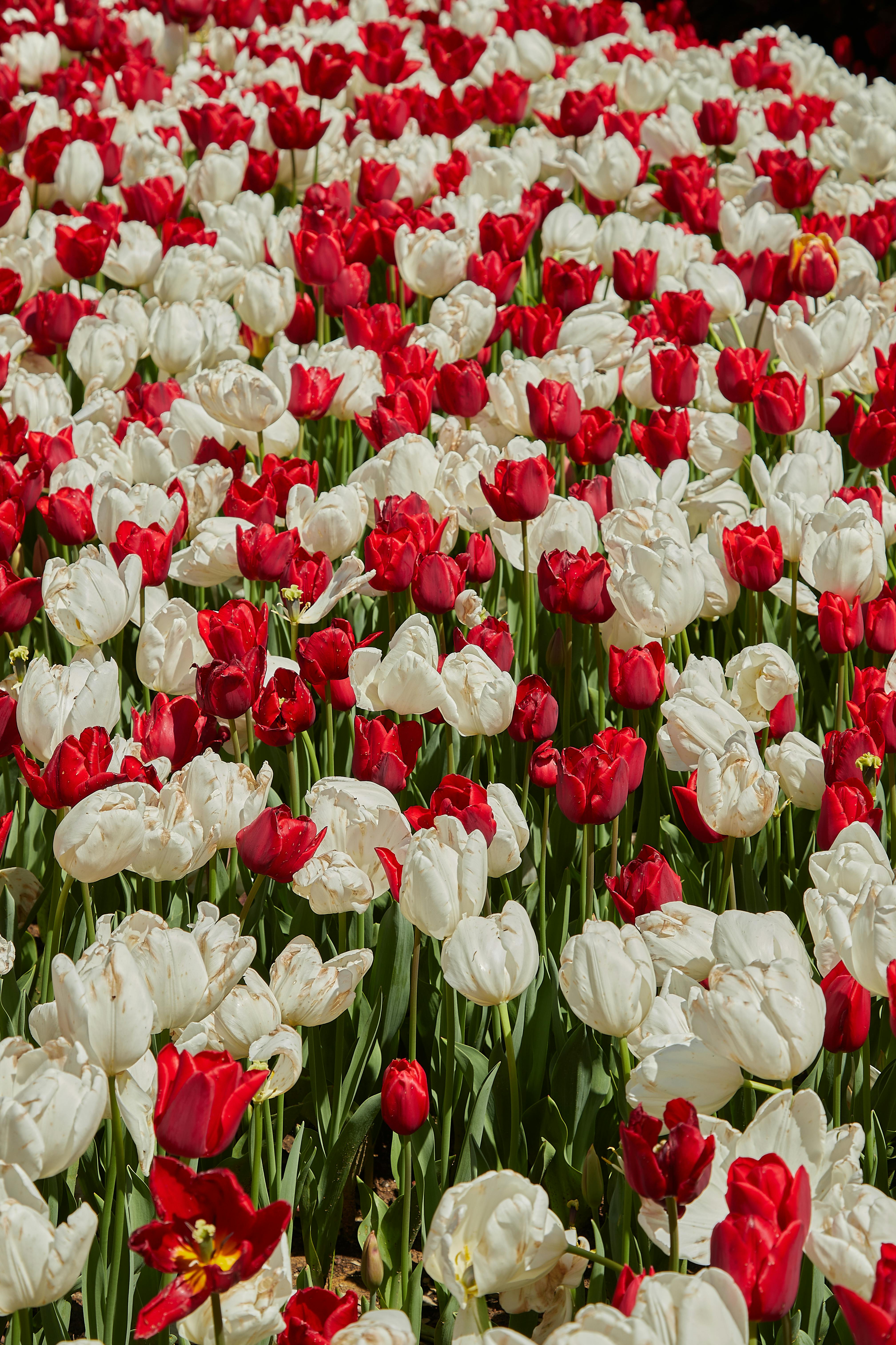 Newspring Photos, Download The BEST Free Newspring Stock Photos & HD Images