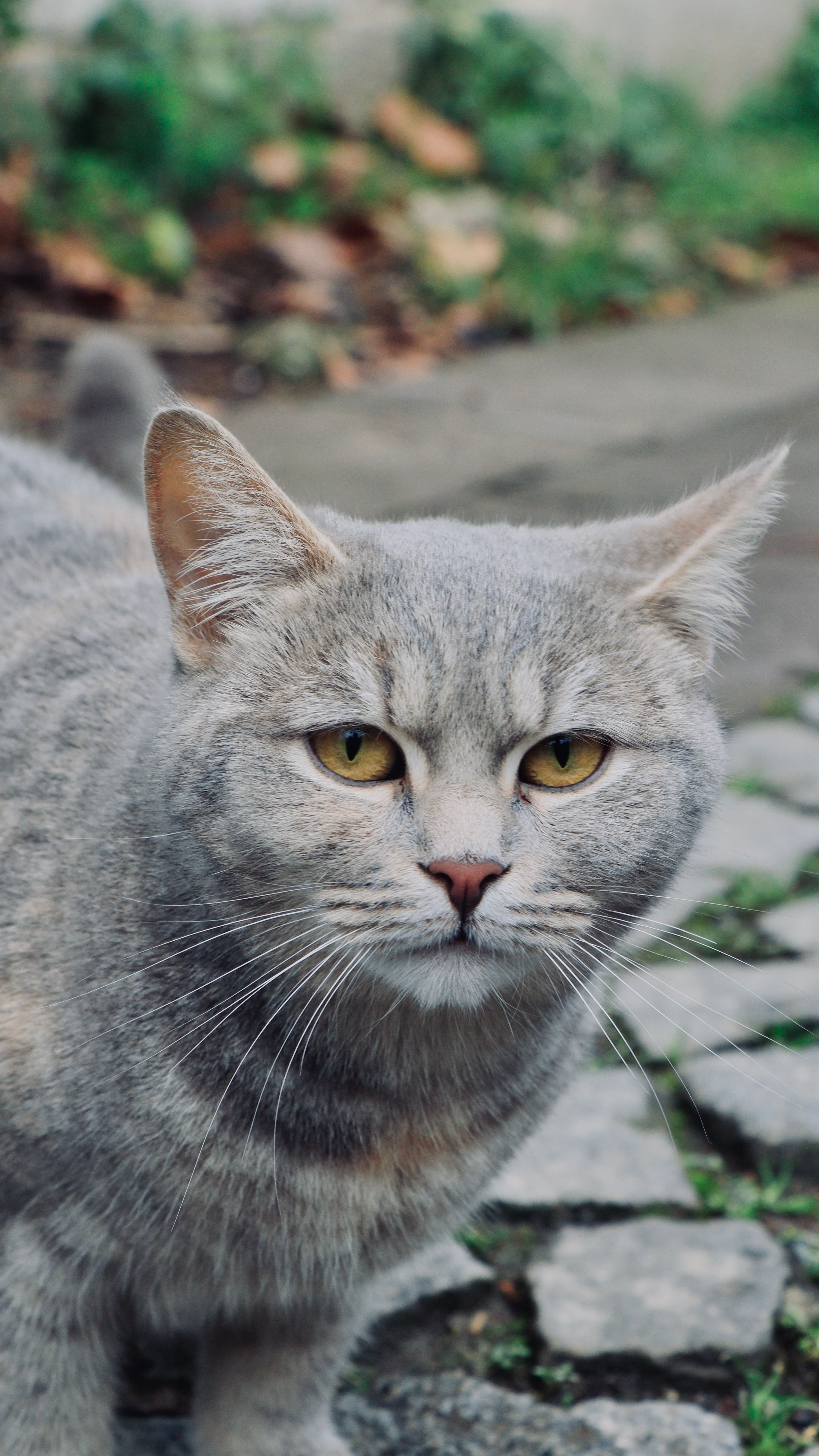 Close-up of a Gray Domestic Cat Outdoors · Free Stock Photo