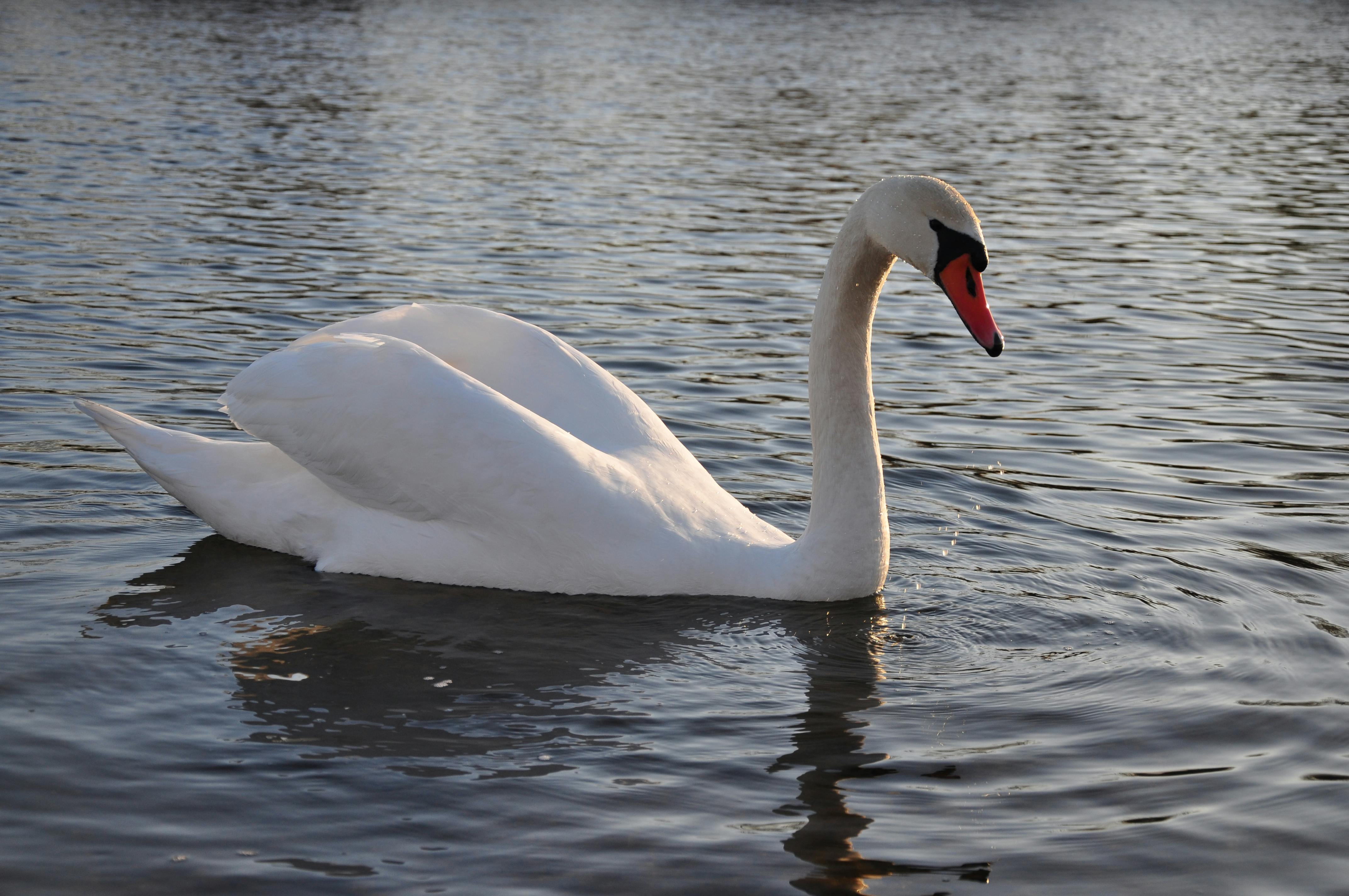 Wild Wetlands Photos, Download The BEST Free Wild Wetlands Stock Photos ...