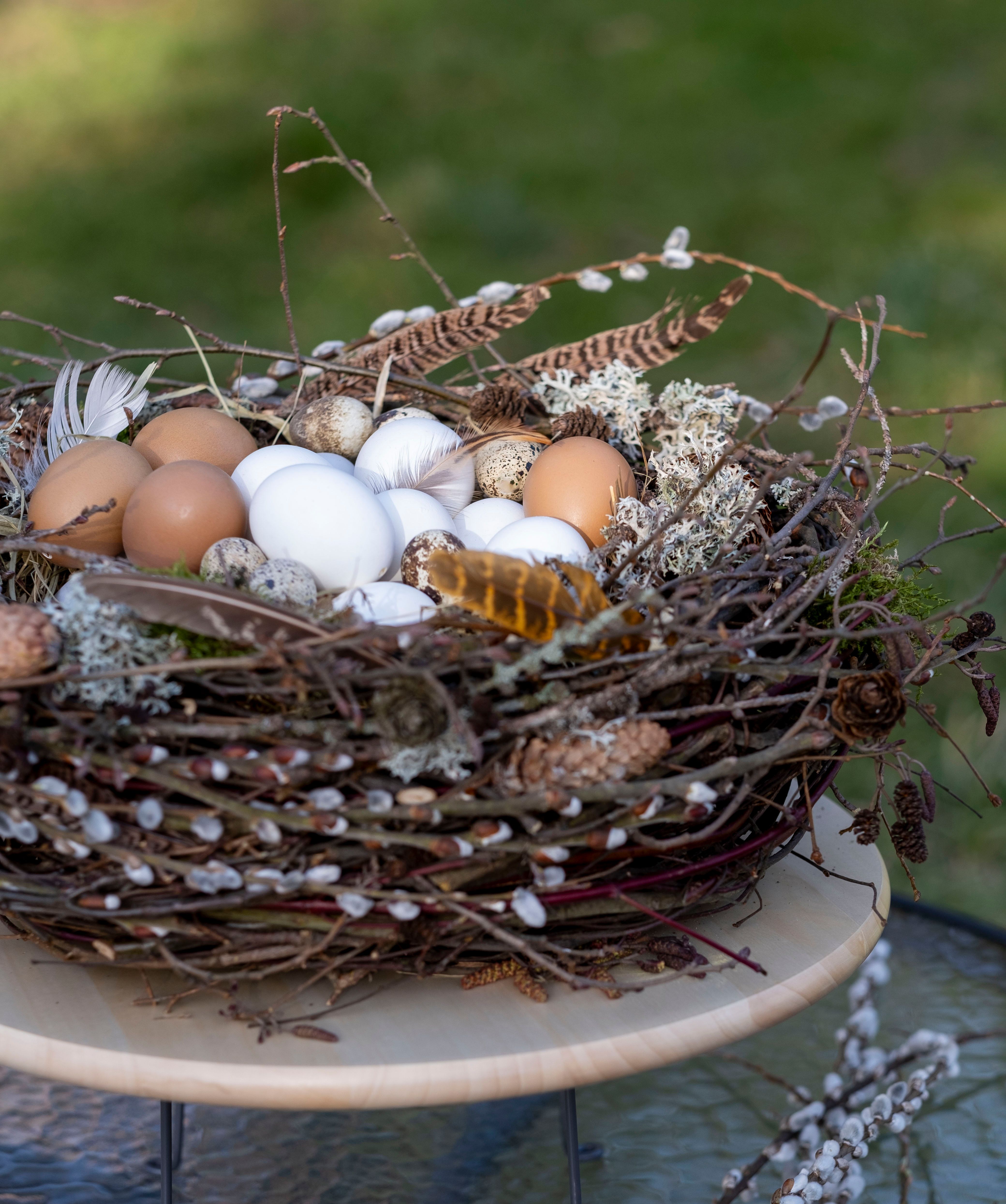 Natural Bird Nest with Varied Eggs Outdoors · Free Stock Photo
