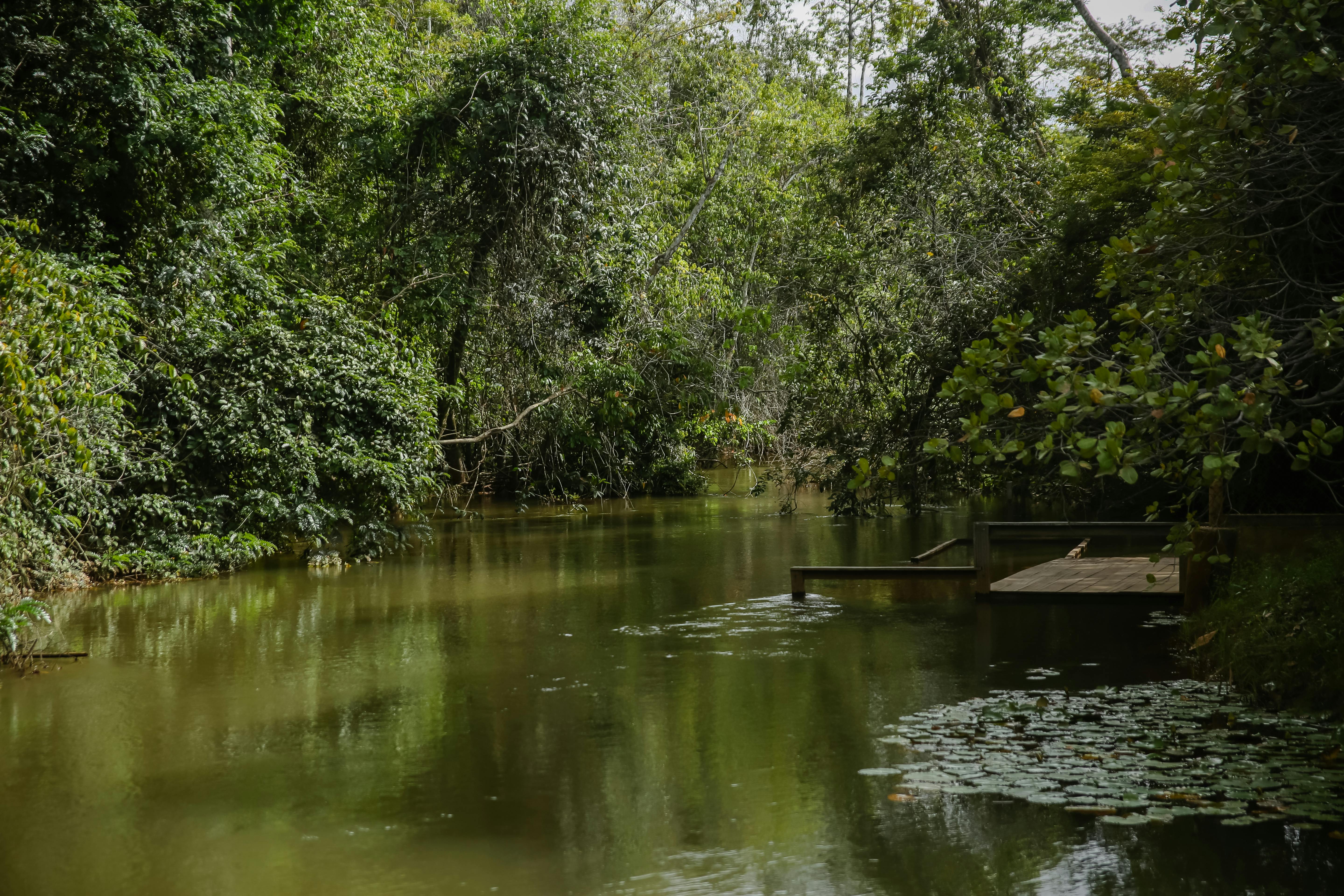 Tranquil Forest Stream in Brazilian Wilderness · Free Stock Photo