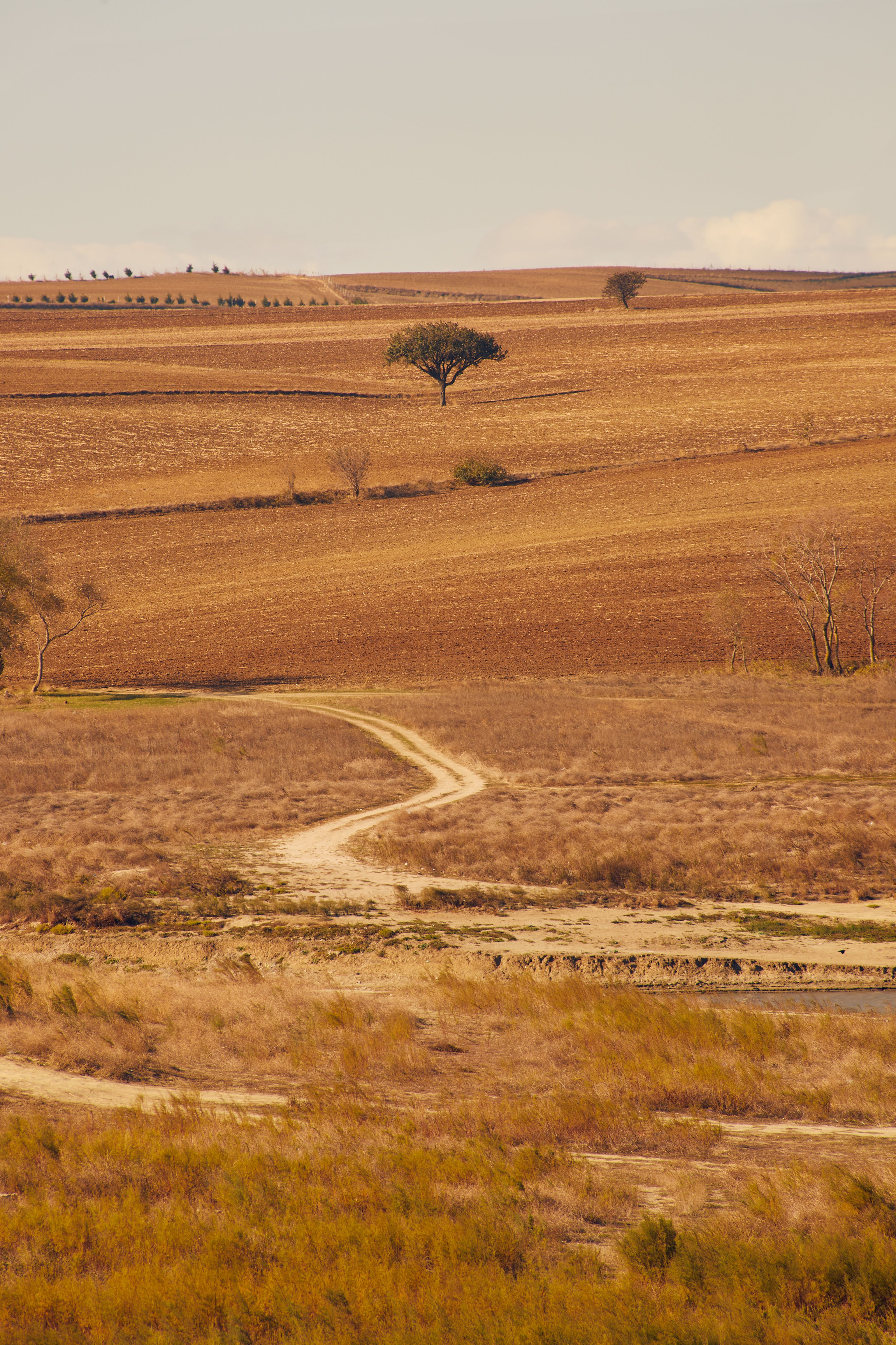 Bargad Tree Photos, Download The BEST Free Bargad Tree Stock Photos ...