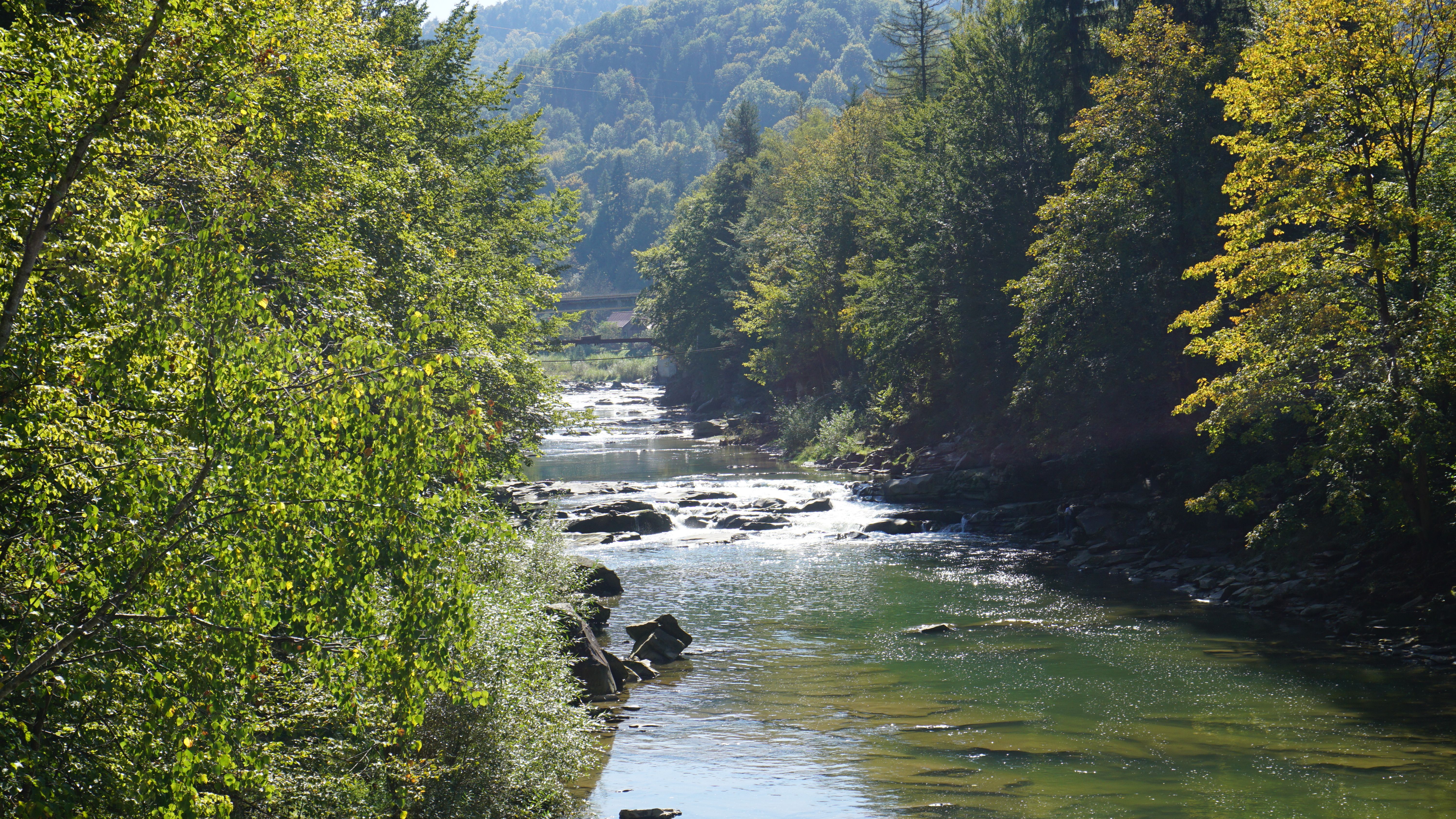 River Between Green Leaf Trees at Daytime · Free Stock Photo