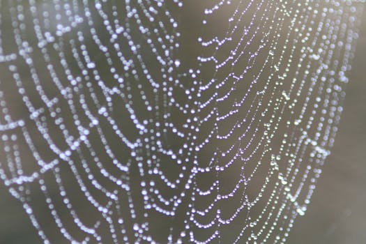 Free stock photos of spider web · Pexels