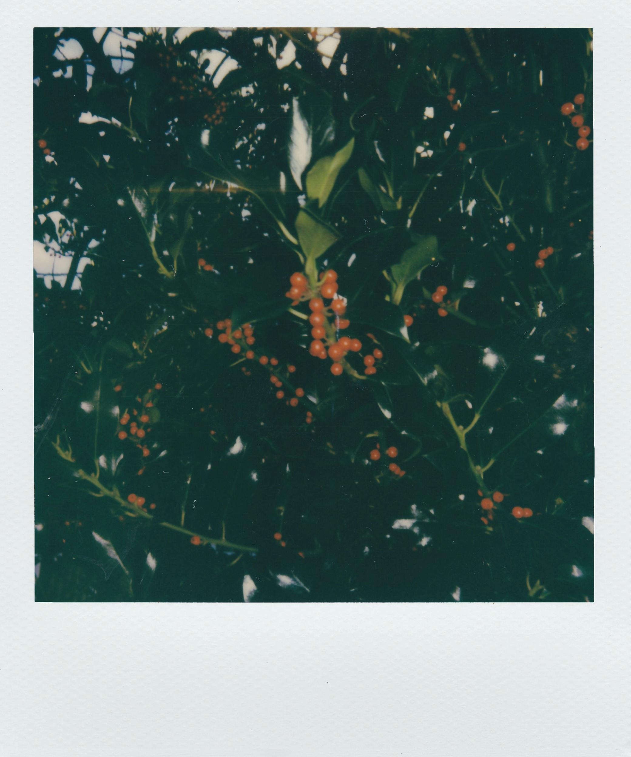 Polaroid Photo Of Trees · Free Stock Photo