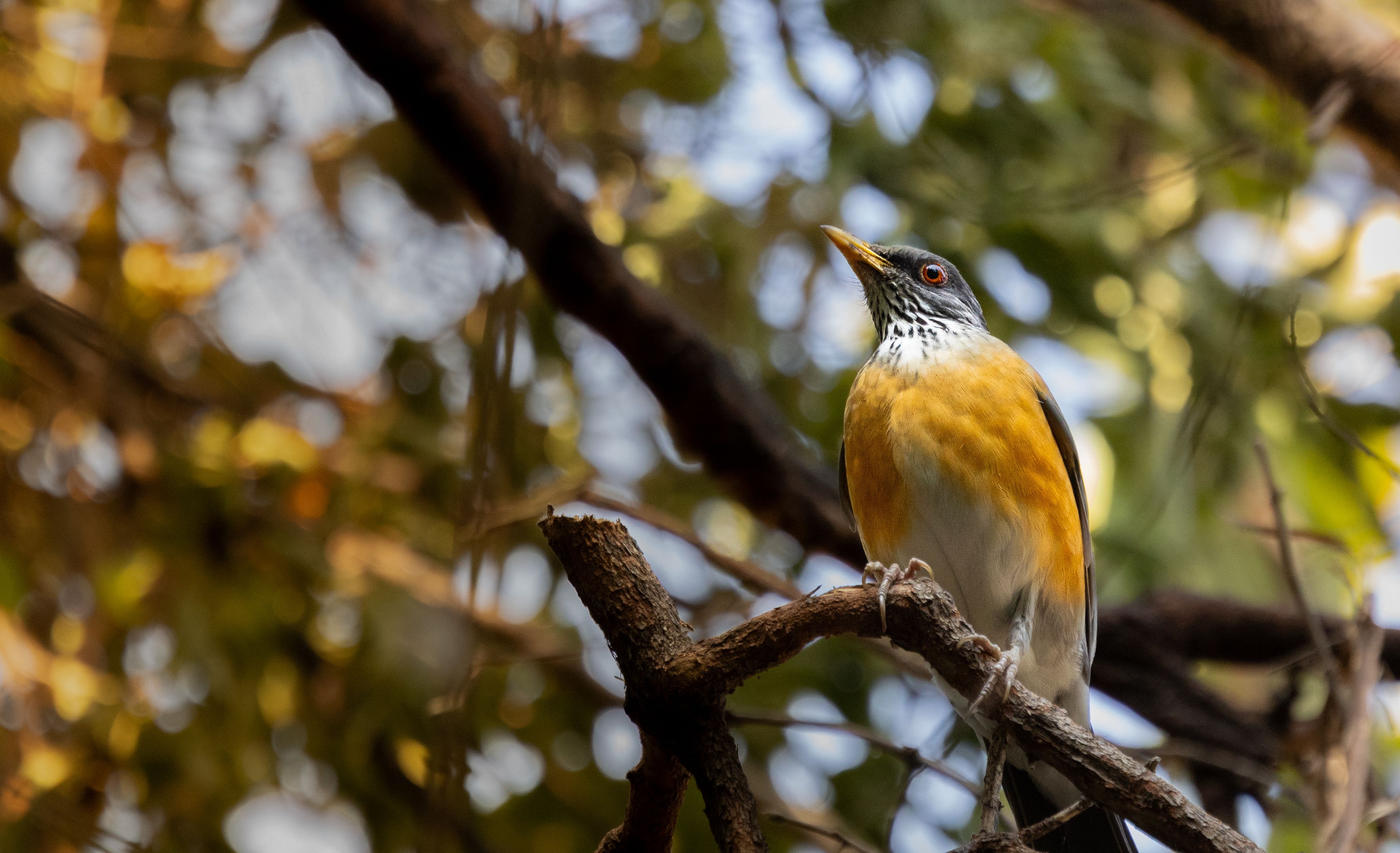 Black Yellow Wapaper Photos, Download The BEST Free Black Yellow ...