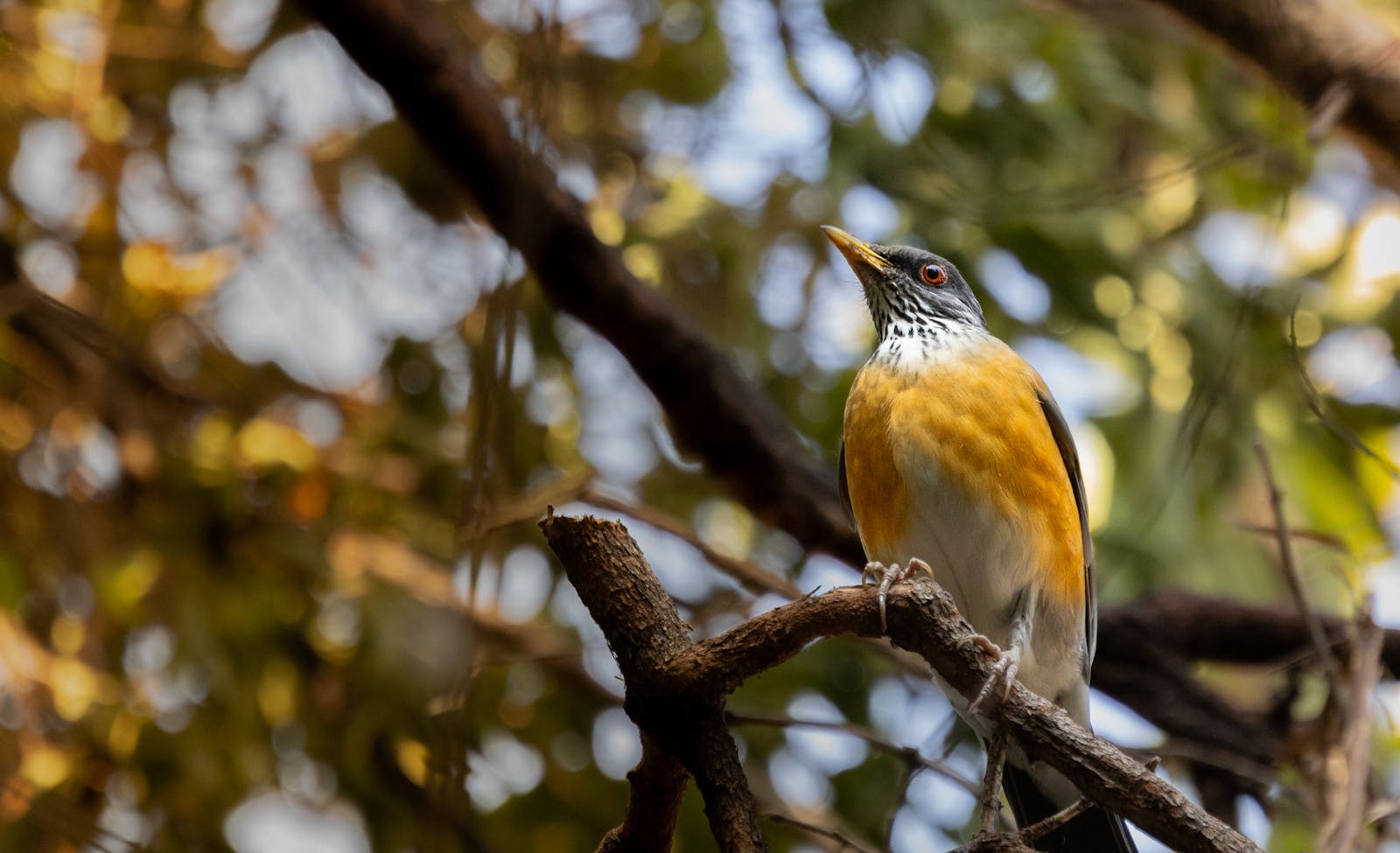 Bargad Tree Photos, Download The BEST Free Bargad Tree Stock Photos ...