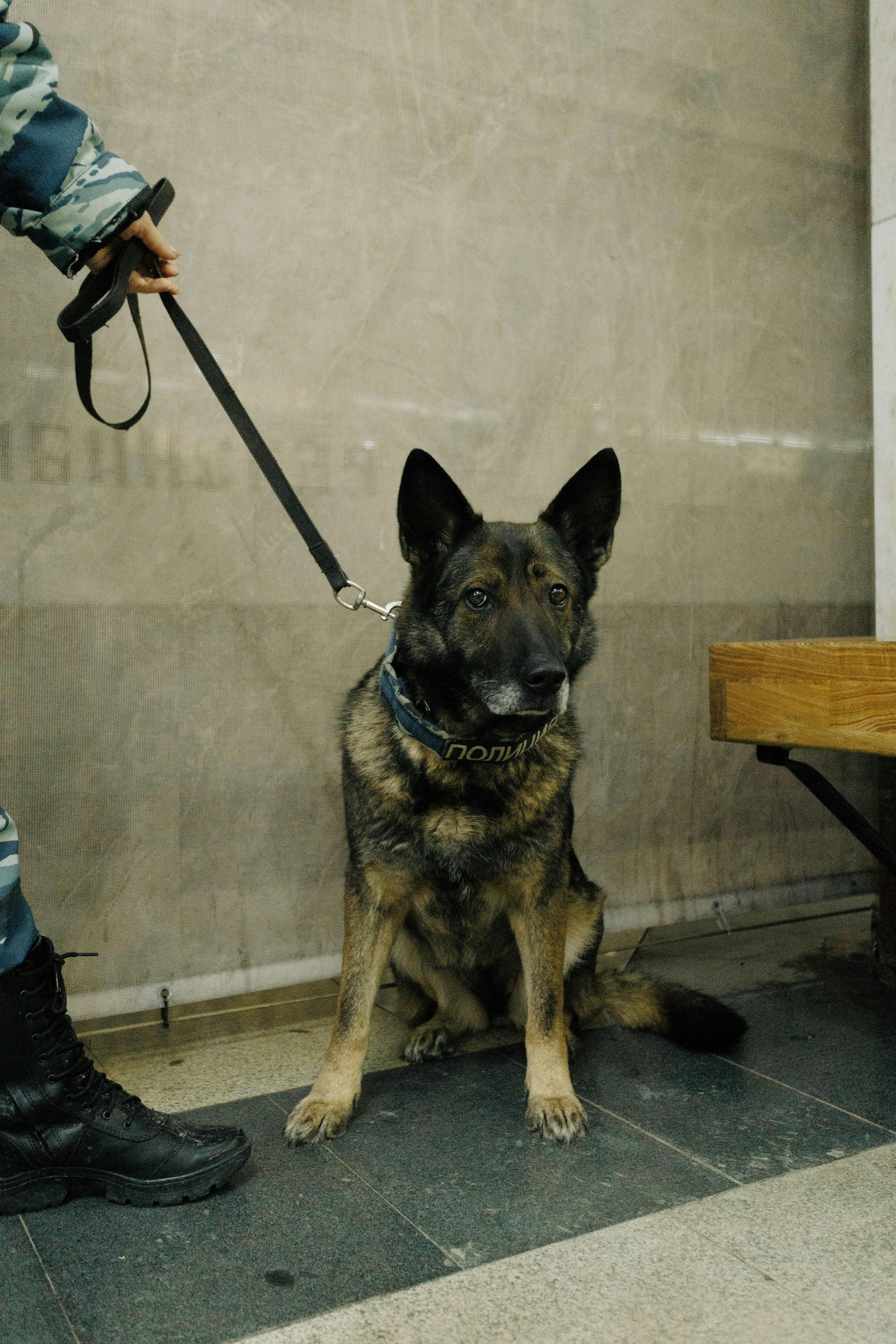 Background+Police Photos, Download The BEST Free Background+Police ...