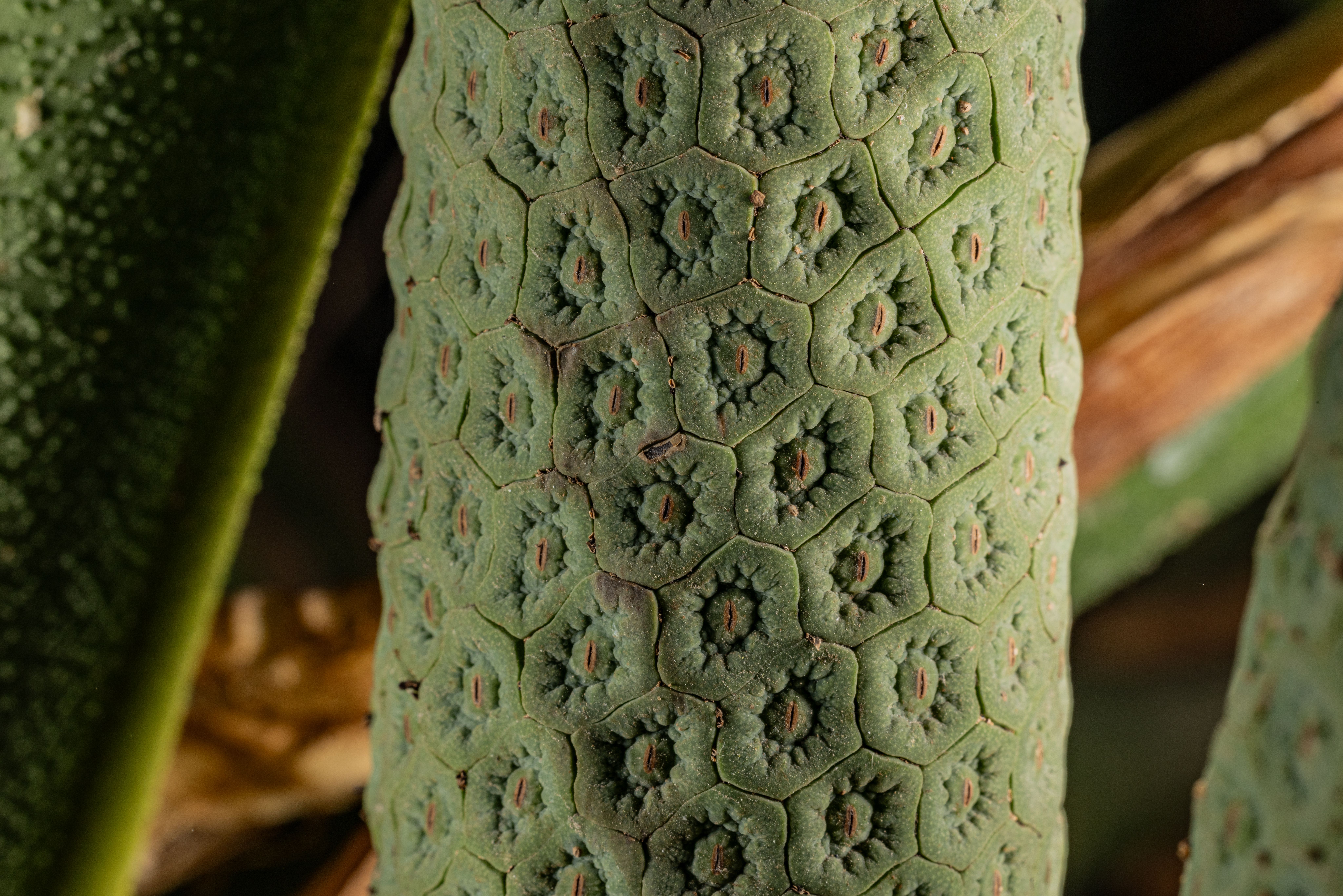 Close-up View of Monstera Flower Details · Free Stock Photo