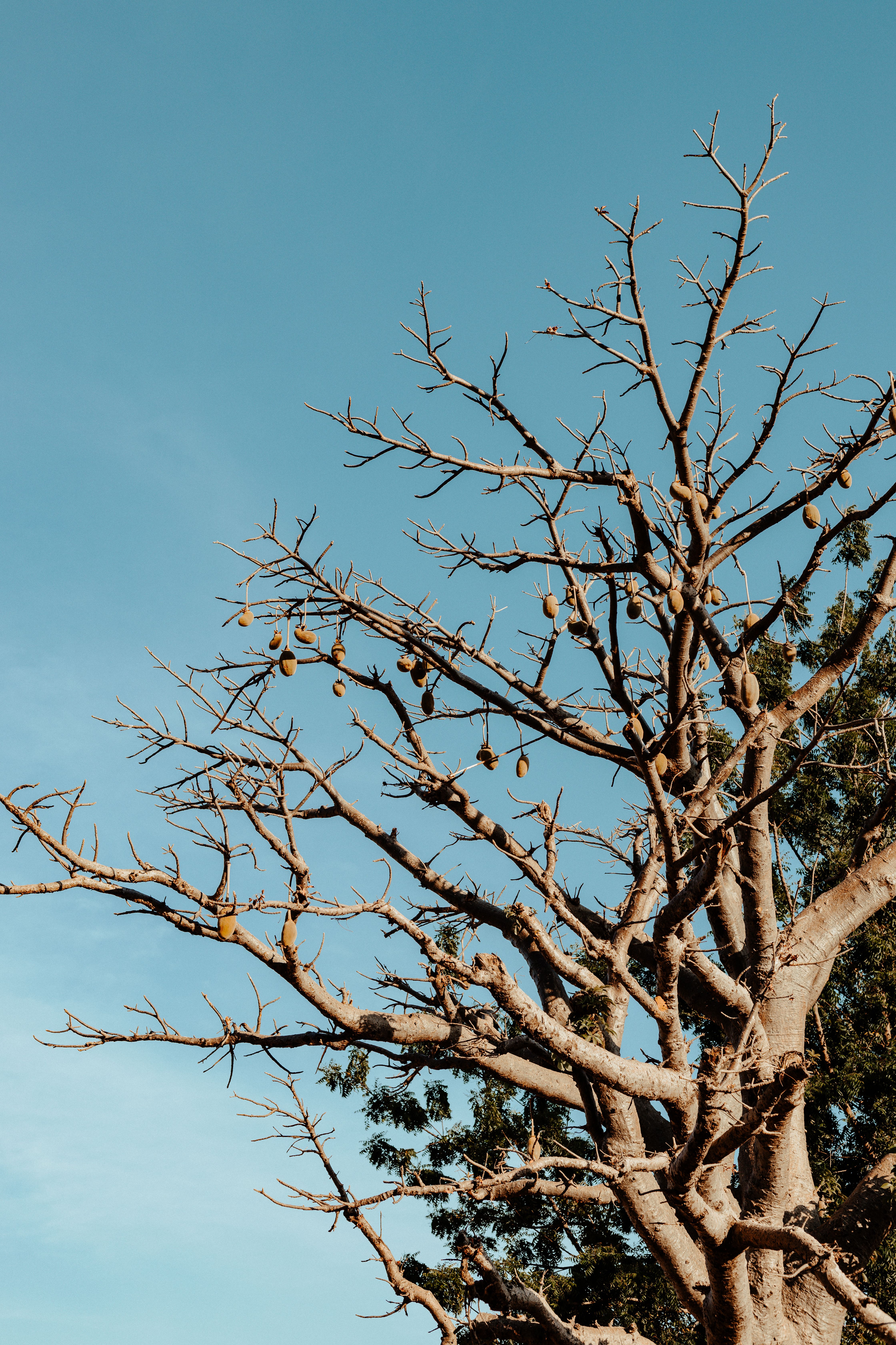 Brown Tree Branch · Free Stock Photo