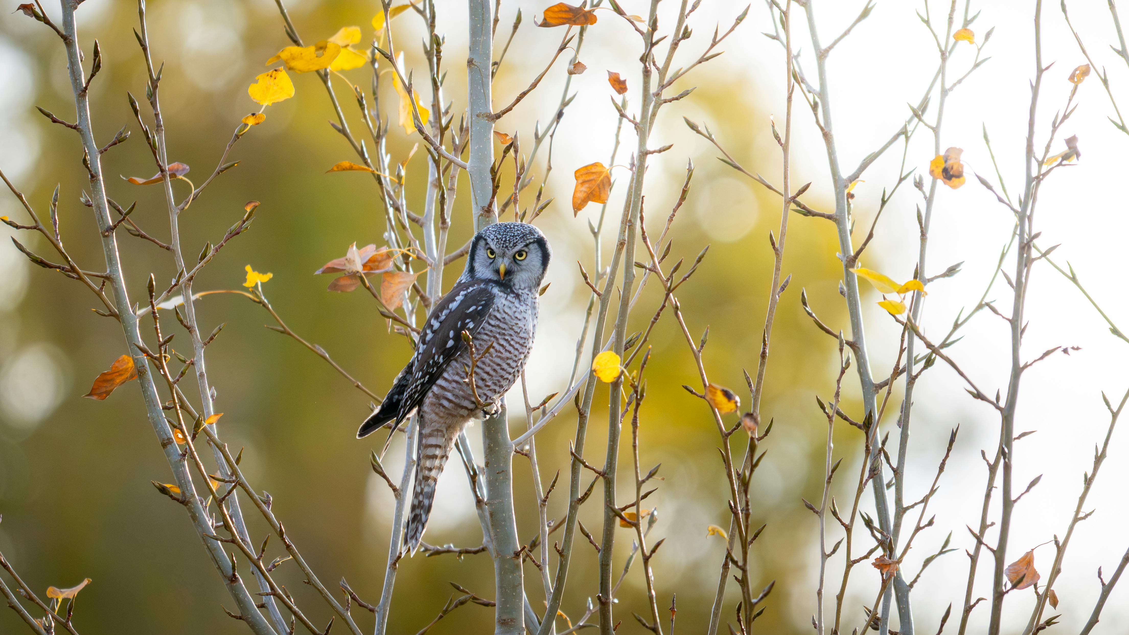 Autumn Leaves · Free Stock Photo