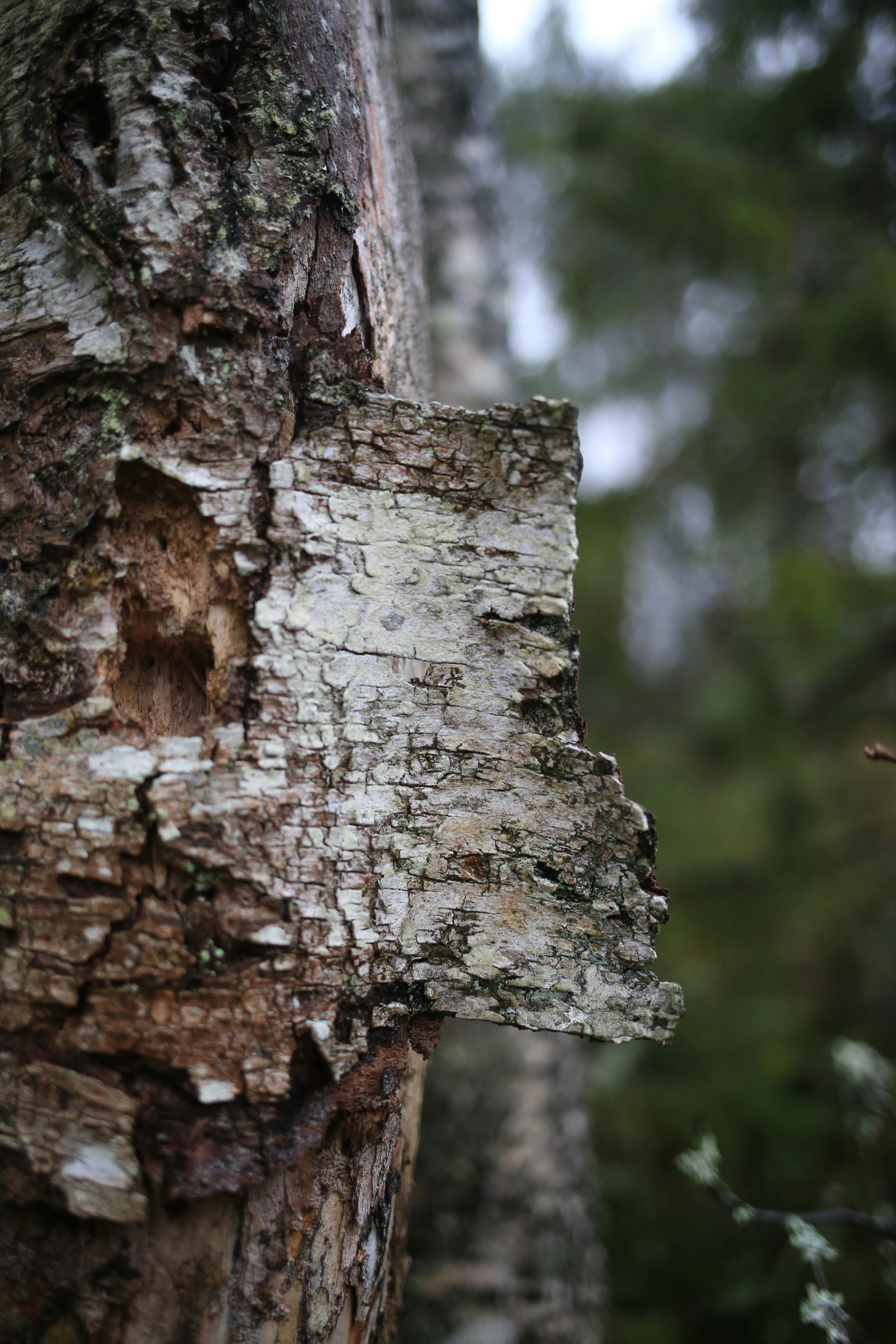 Birch Tree Texture Photos, Download The BEST Free Birch Tree Texture ...