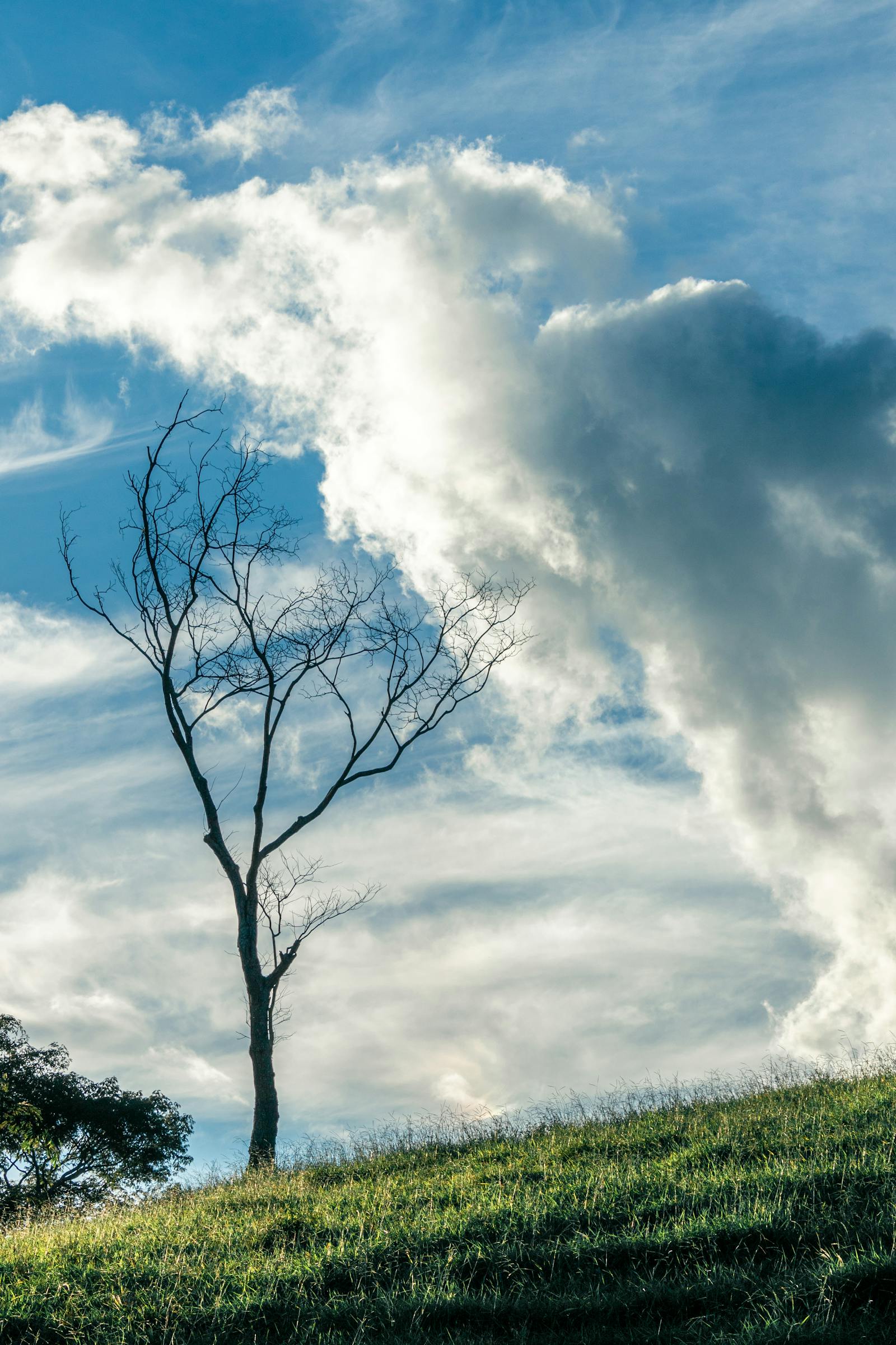 Bargad Tree Photos, Download The BEST Free Bargad Tree Stock Photos ...