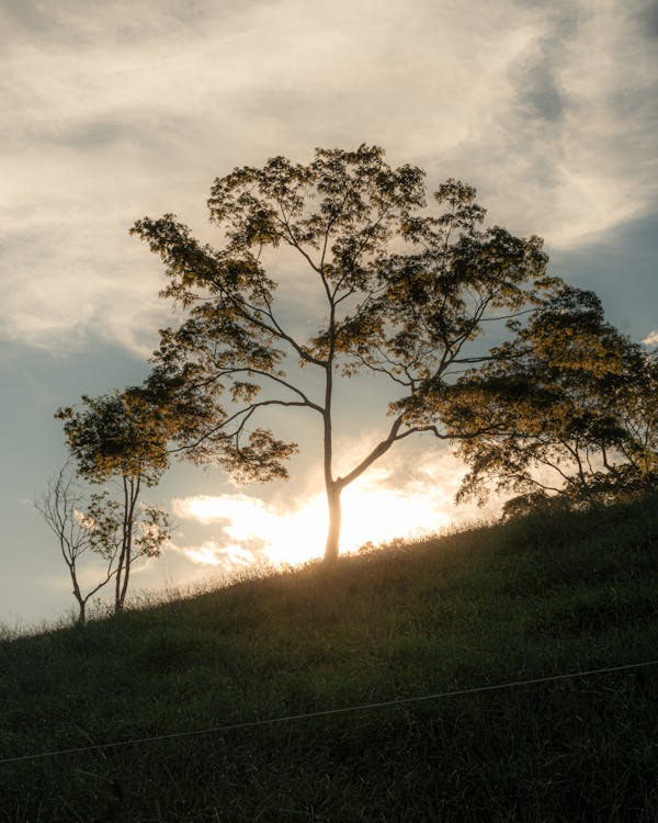 Bargad Tree Photos, Download The BEST Free Bargad Tree Stock Photos ...