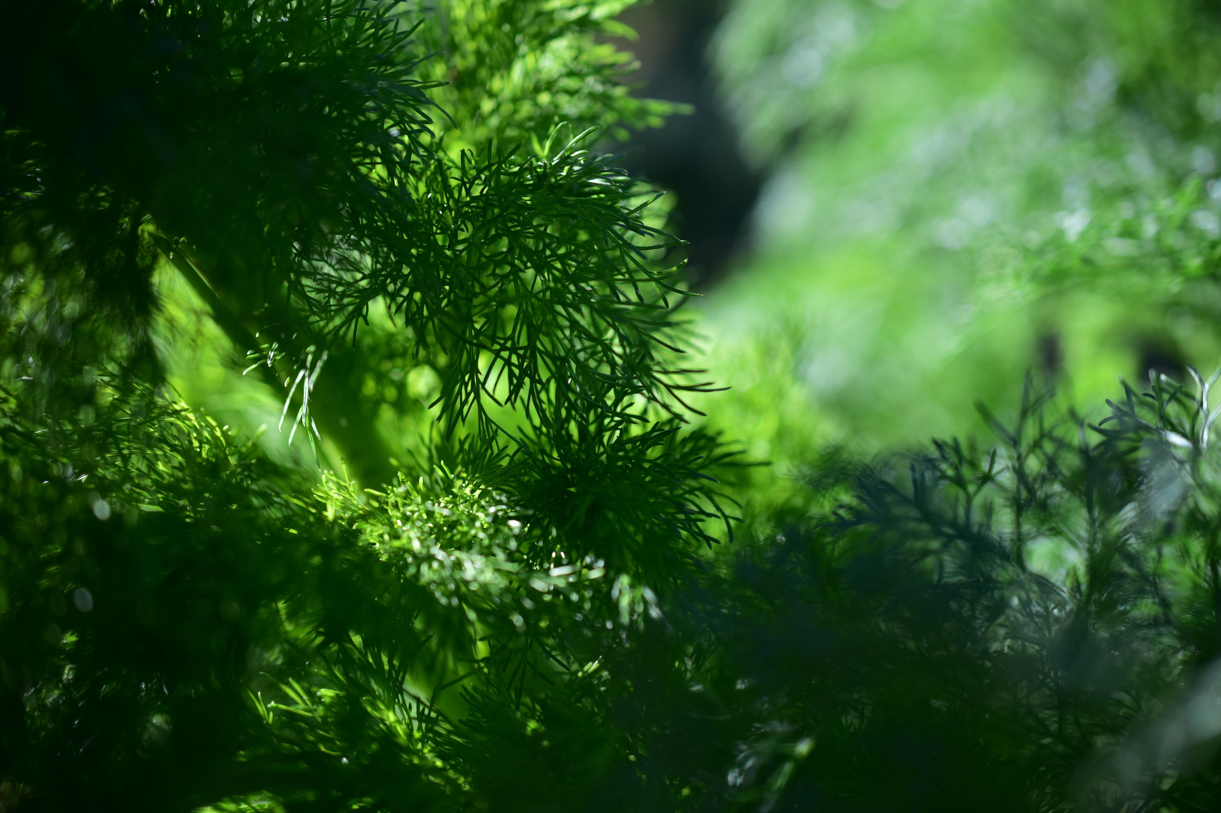 Lush Greenery in Sunlight Close-Up · Free Stock Photo