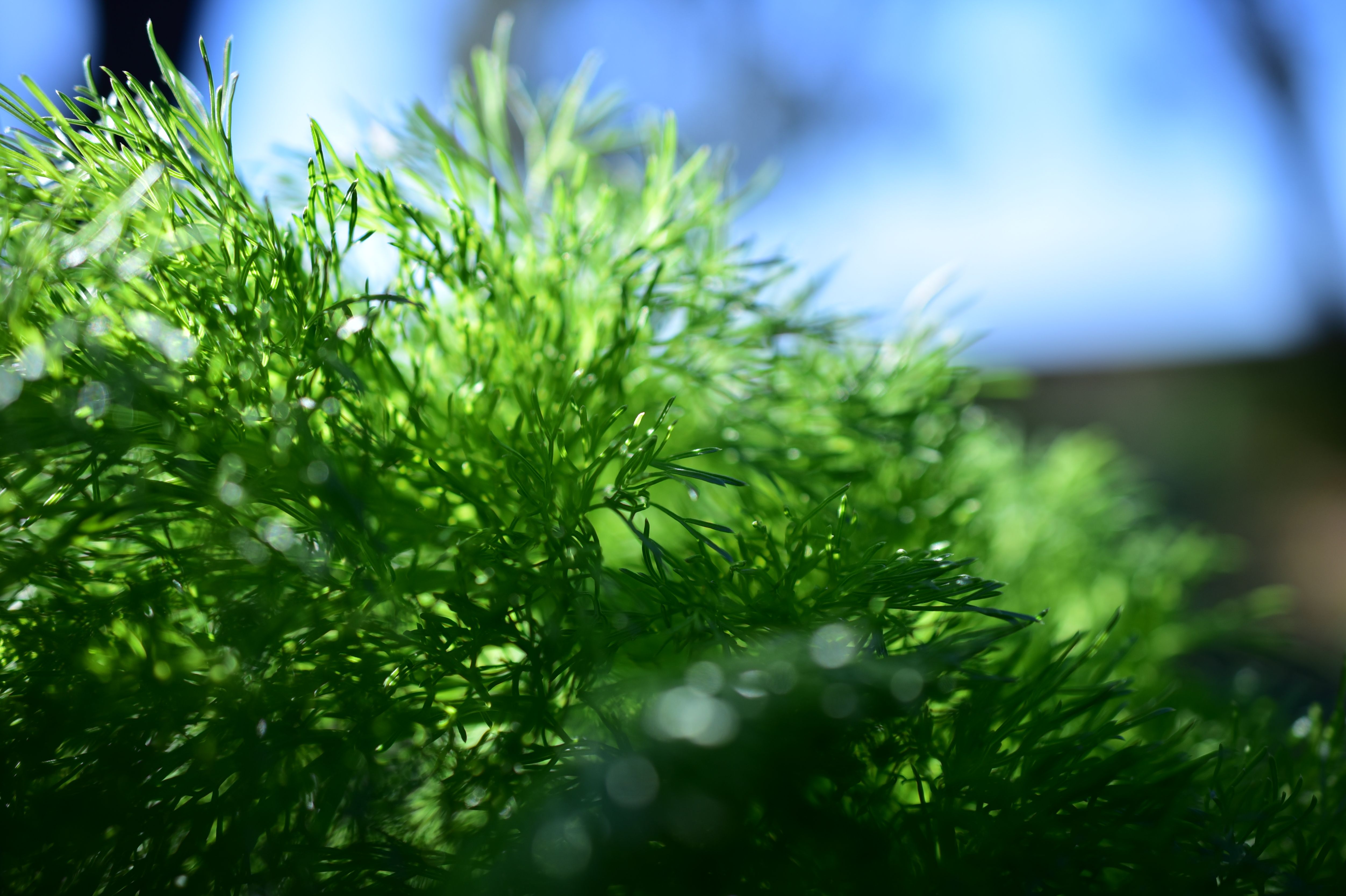 Close-Up of Bright Green Fresh Foliage Outdoors · Free Stock Photo