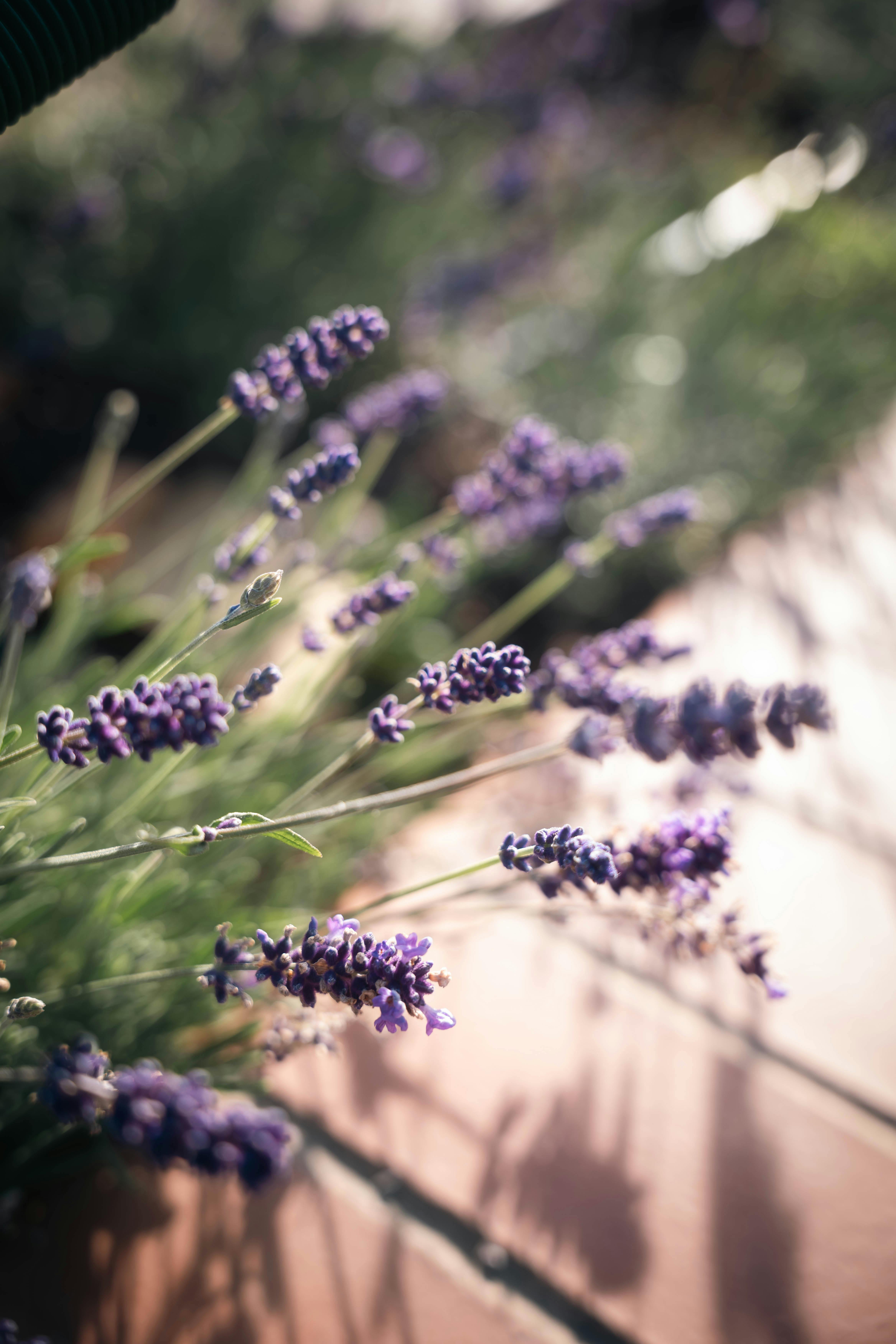 Lavender Blooms in Sunlight - Tranquil Garden Scene · Free Stock Photo