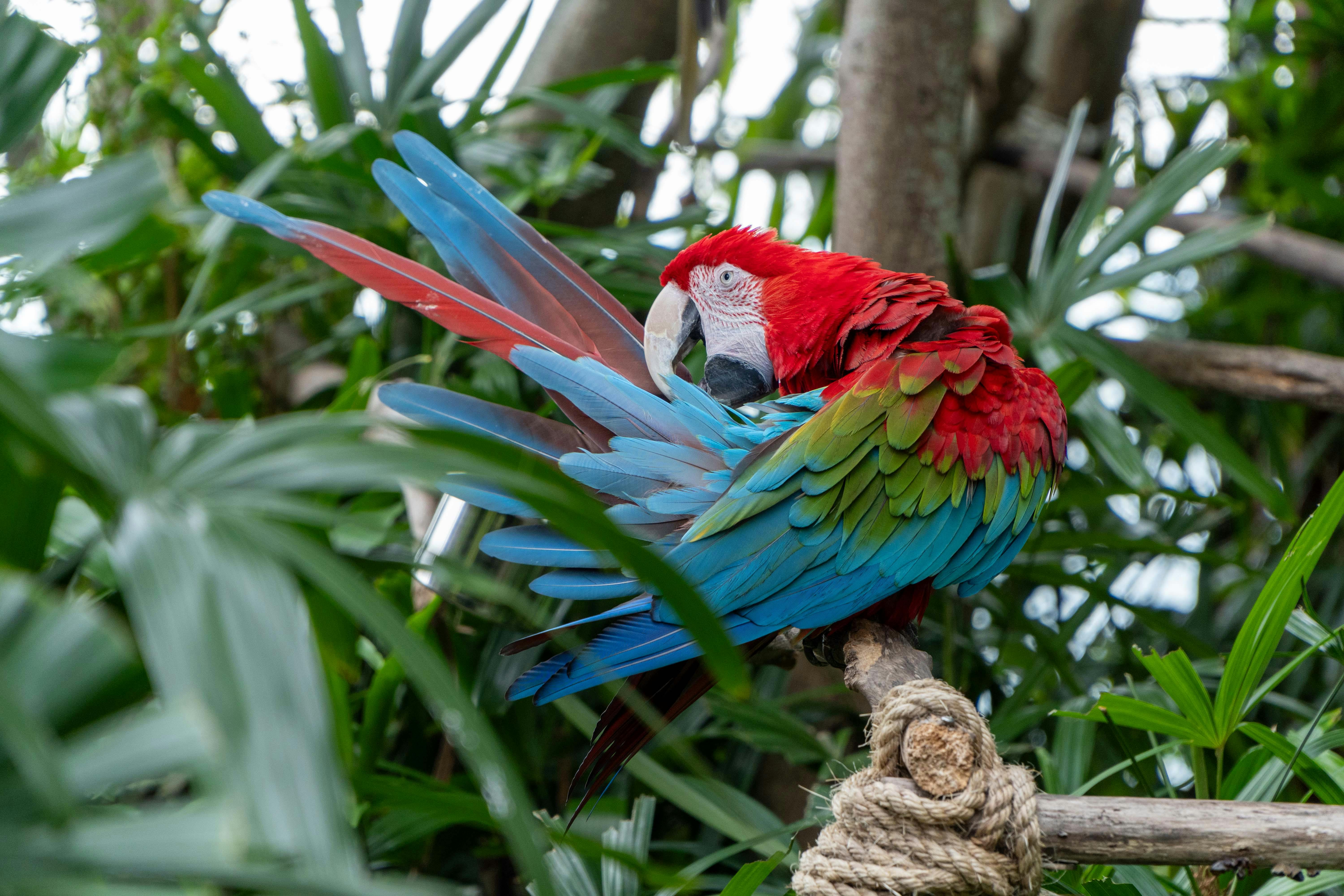 Arara Escarlate Vibrante Se Cuidando Entre Folhagens Tropicais · Foto ...