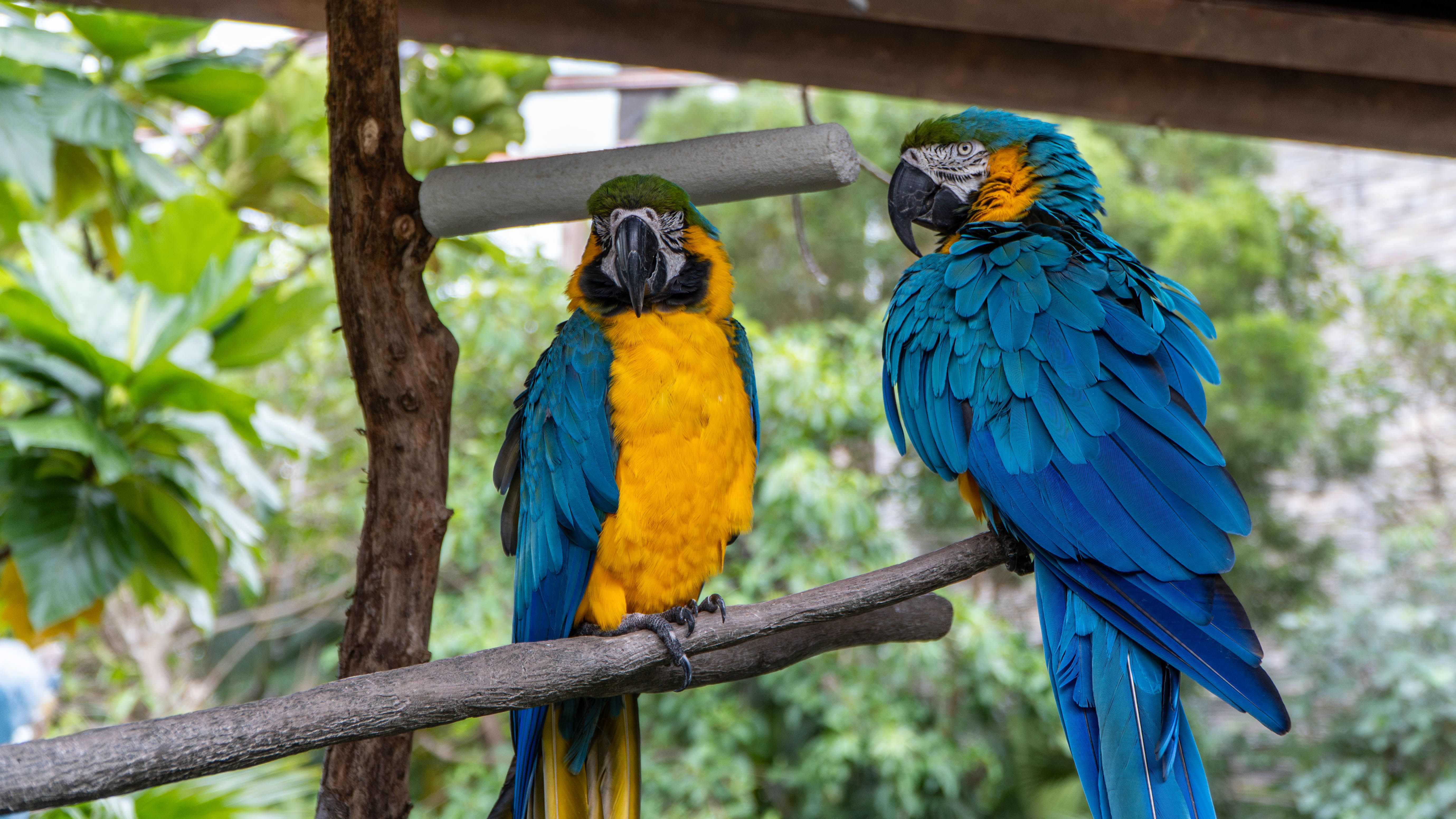 Vibrant Blue and Yellow Macaws Perched on Branch · Free Stock Photo