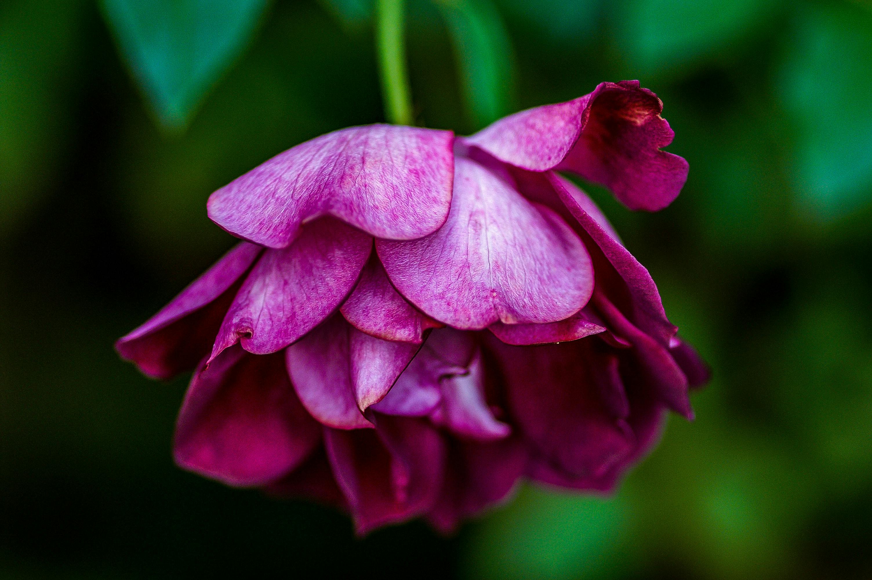 Purple Nature Photos, Download The BEST Free Purple Nature Stock Photos ...