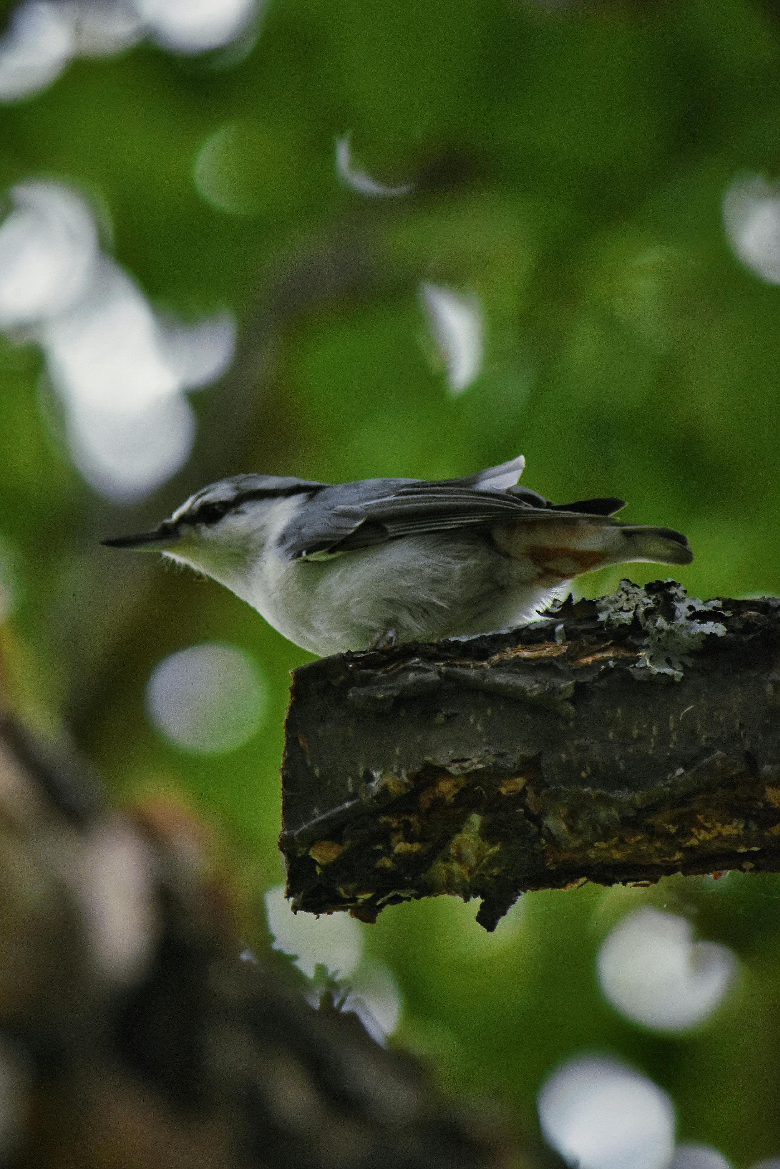Nuthatch on Tree Branch in Natural Setting · Free Stock Photo