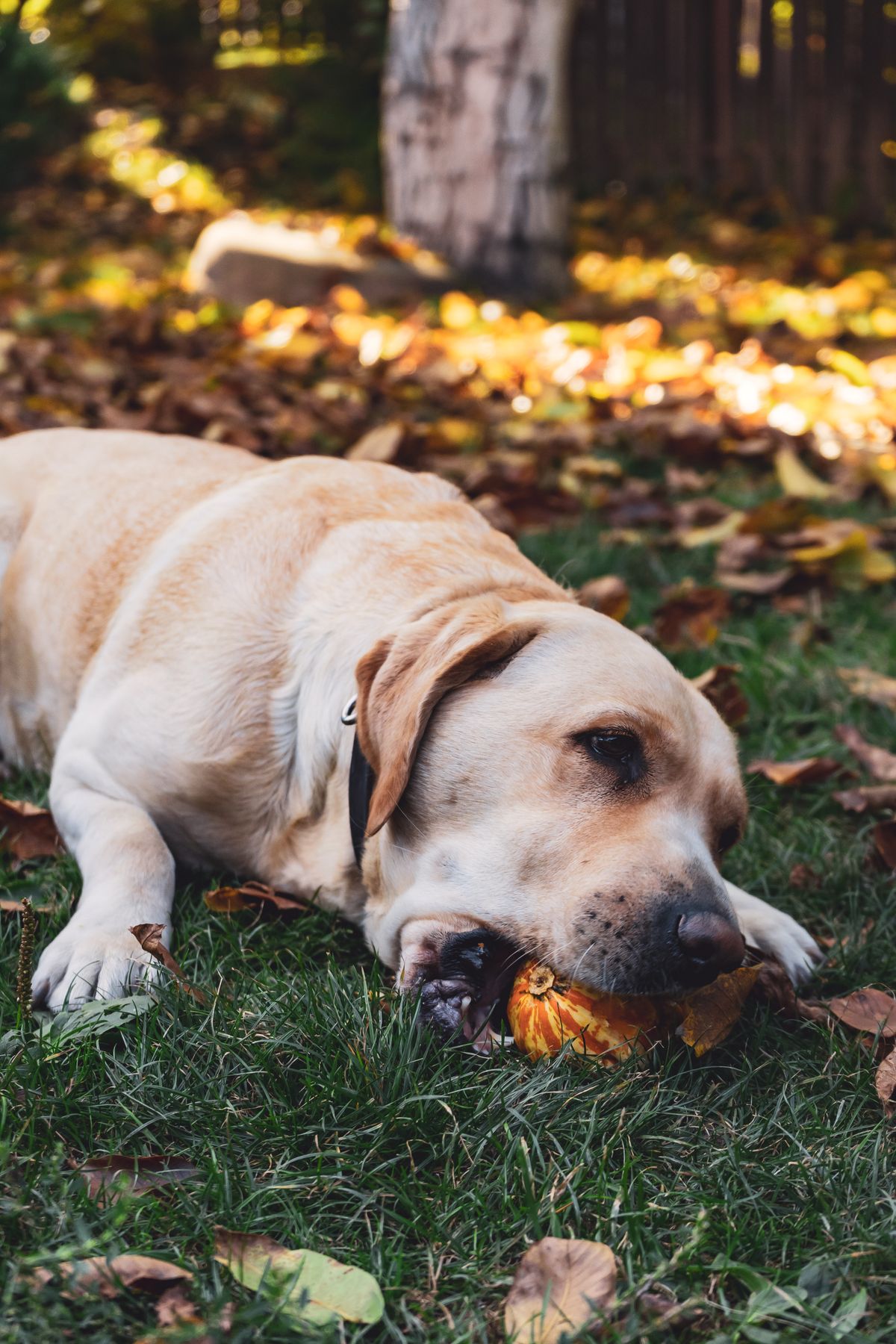 Dog Eating Photos, Download The BEST Free Dog Eating Stock Photos & HD ...