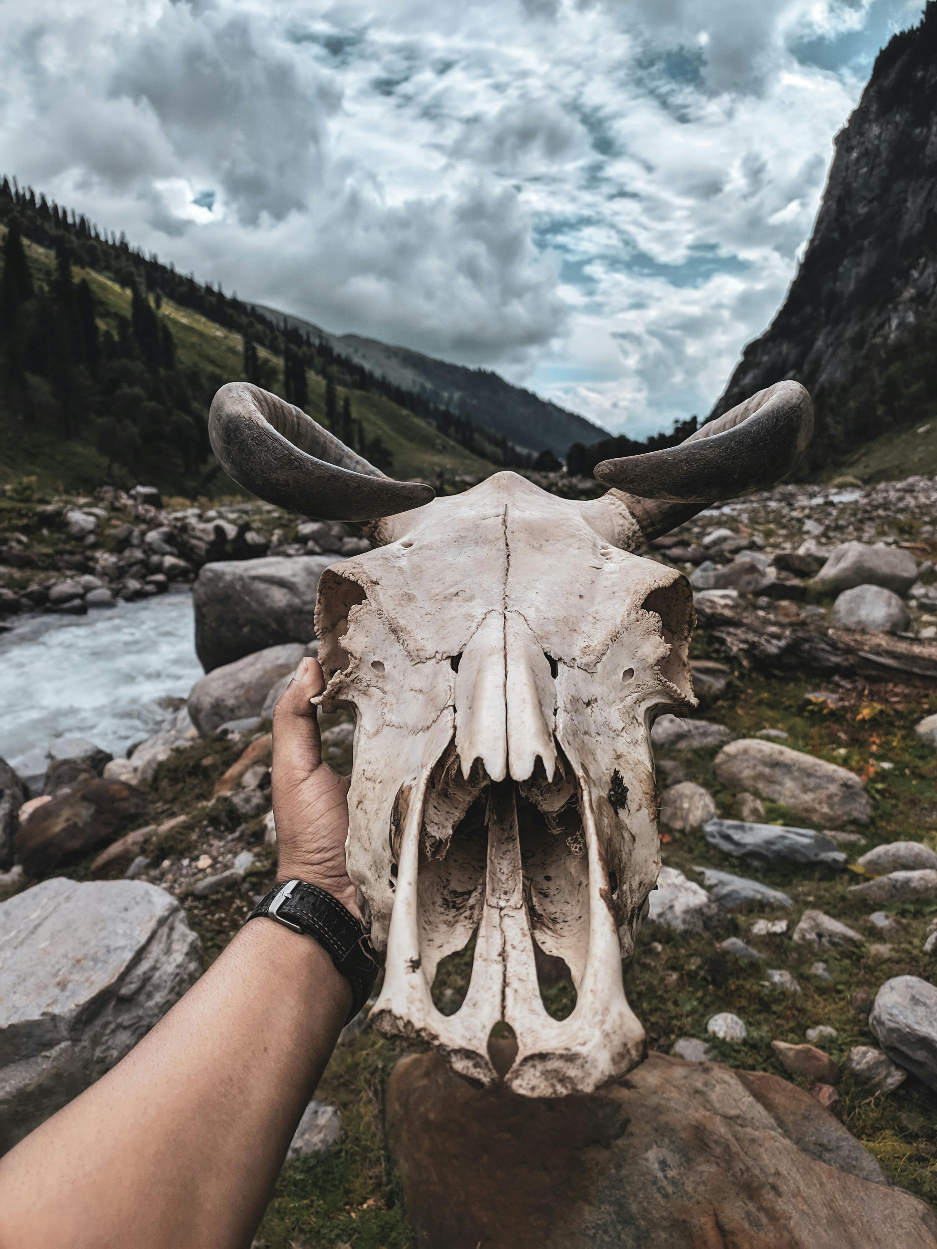 Hand Holding Skull Photos, Download The BEST Free Hand Holding Skull ...