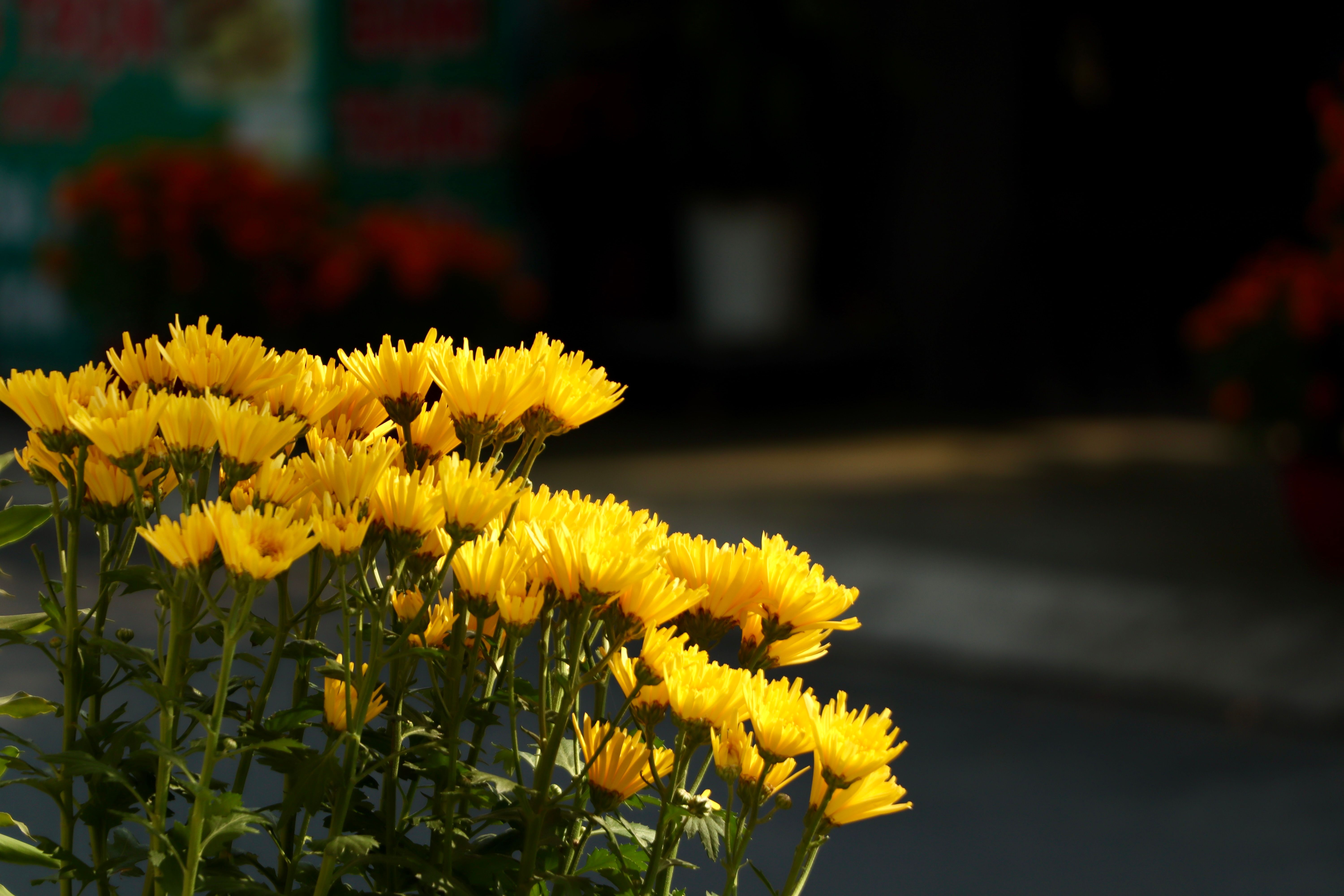 Vibrant Yellow Chrysanthemums in Bloom Outdoors · Free Stock Photo