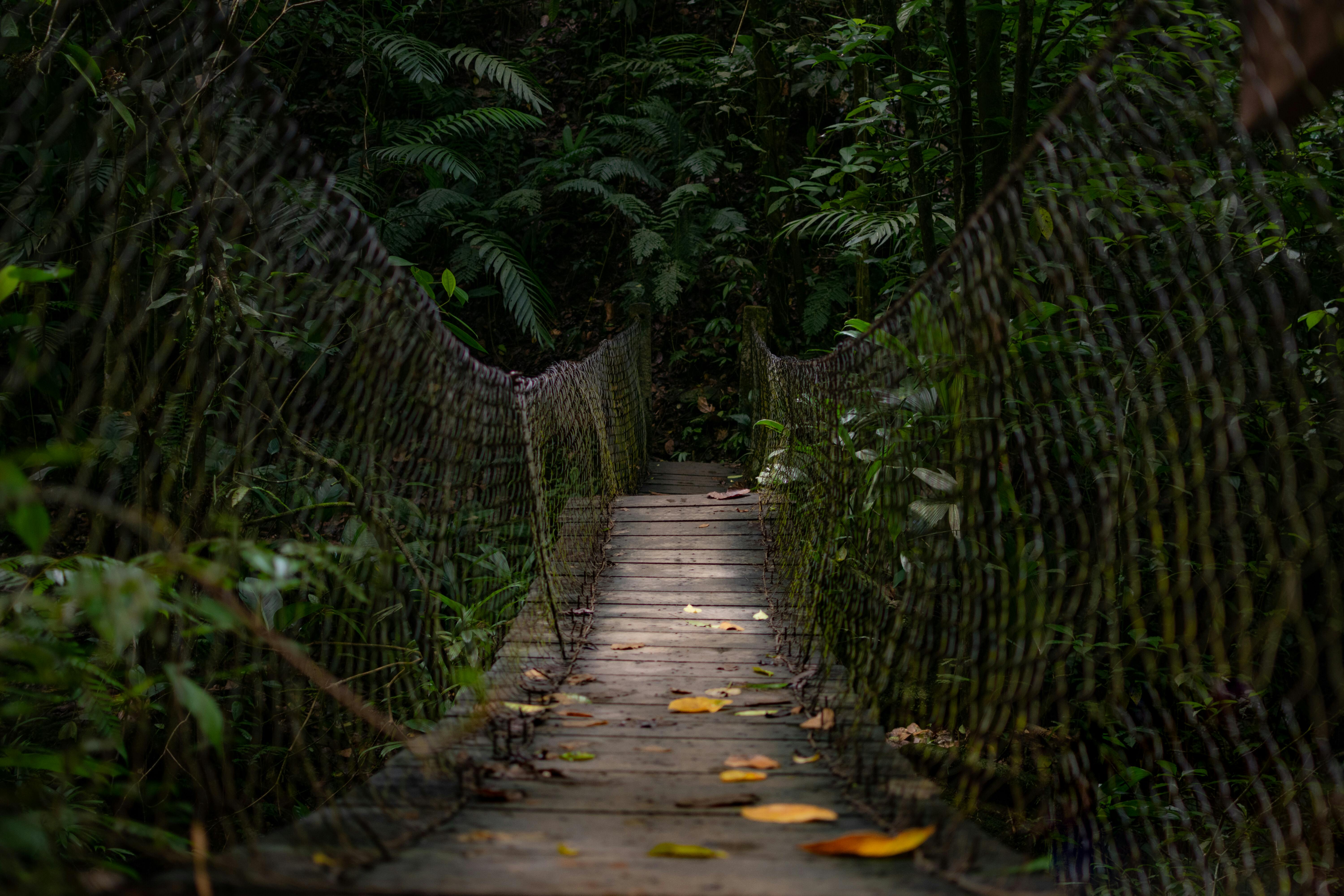 Brown Wooden Bridge over Green Trees · Free Stock Photo