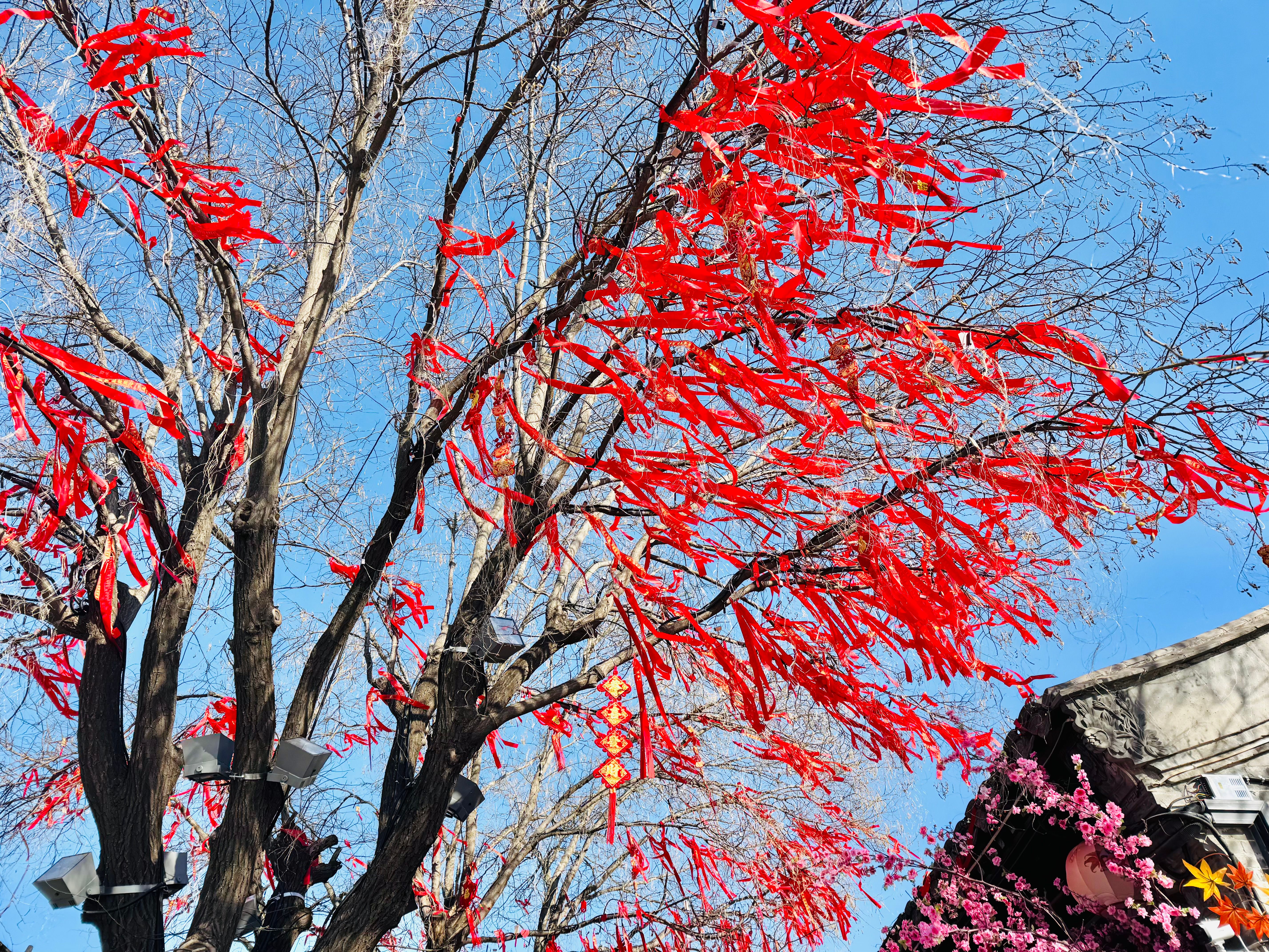 Vibrant Red Decorations on Trees during Festive Season · Free Stock Photo