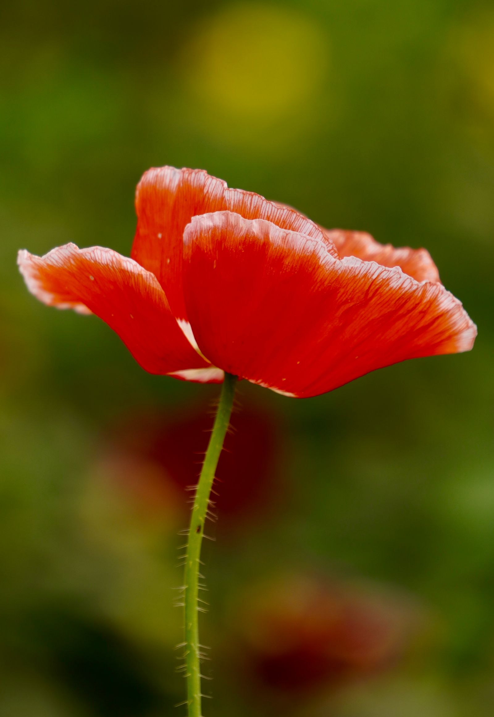 Flower Kath Golap Photos, Download The BEST Free Flower Kath Golap ...