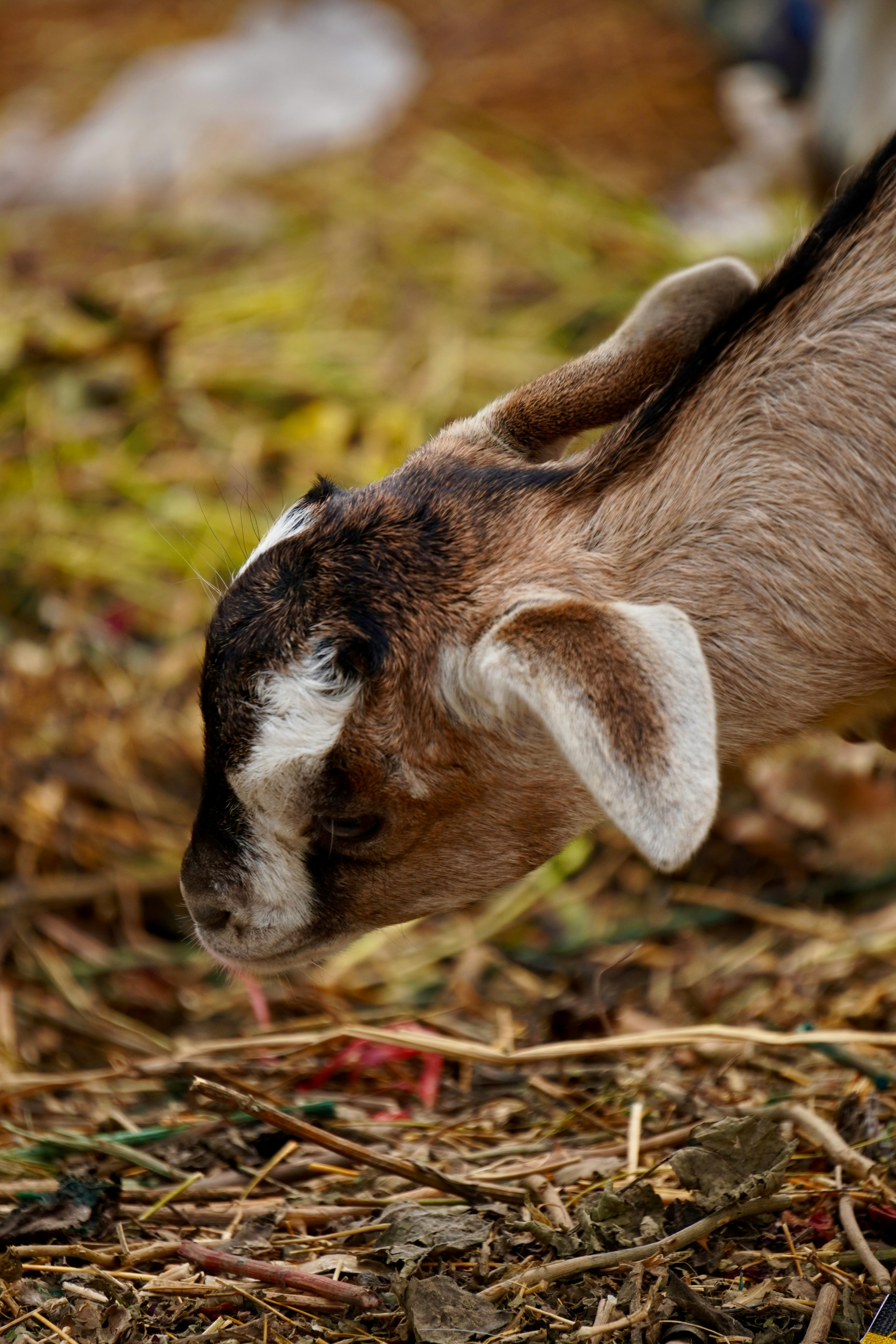 Goat+Pic Photos, Download The BEST Free Goat+Pic Stock Photos & HD Images
